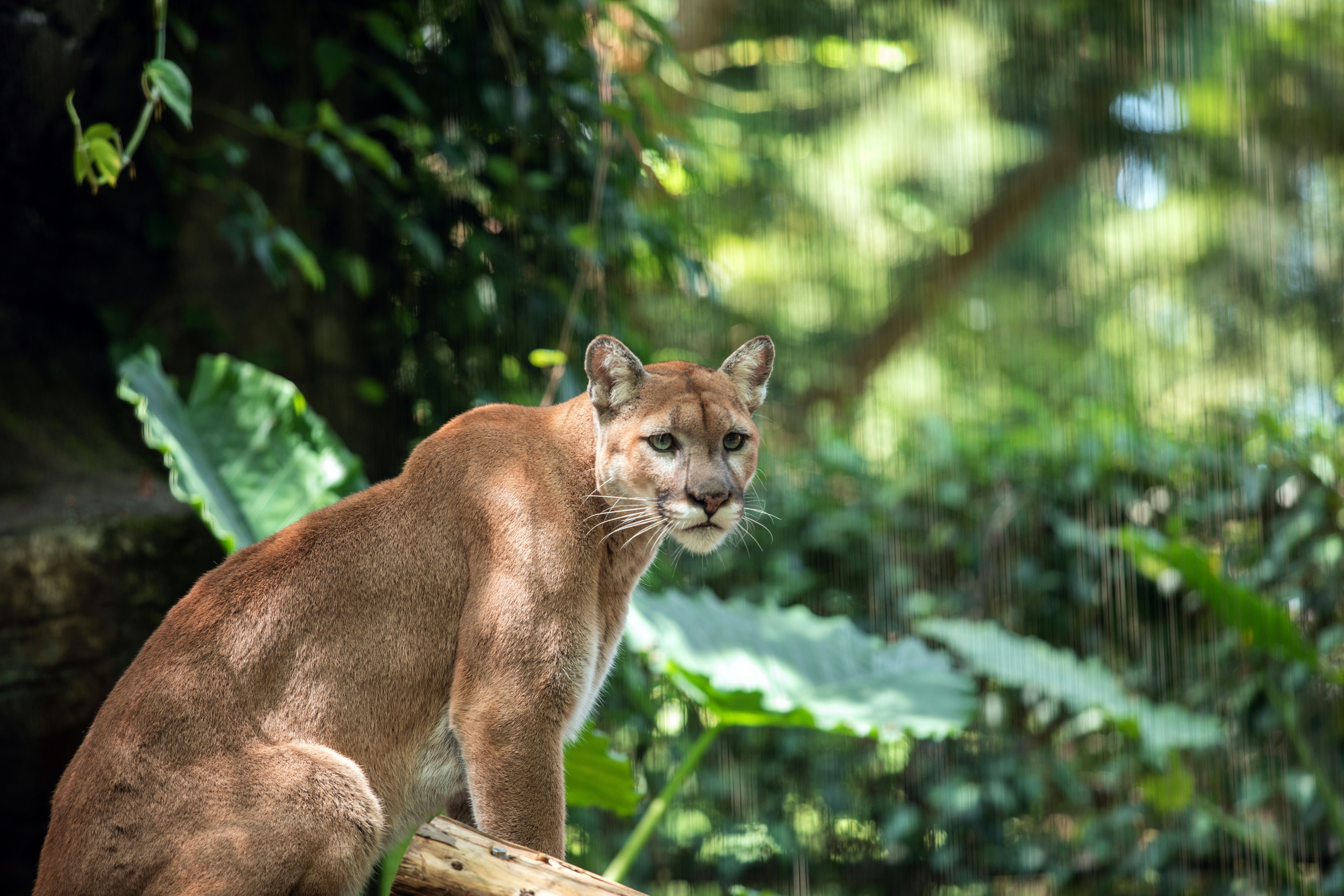 A mountain lion standing on a log in the forest photo – Free Animal ...