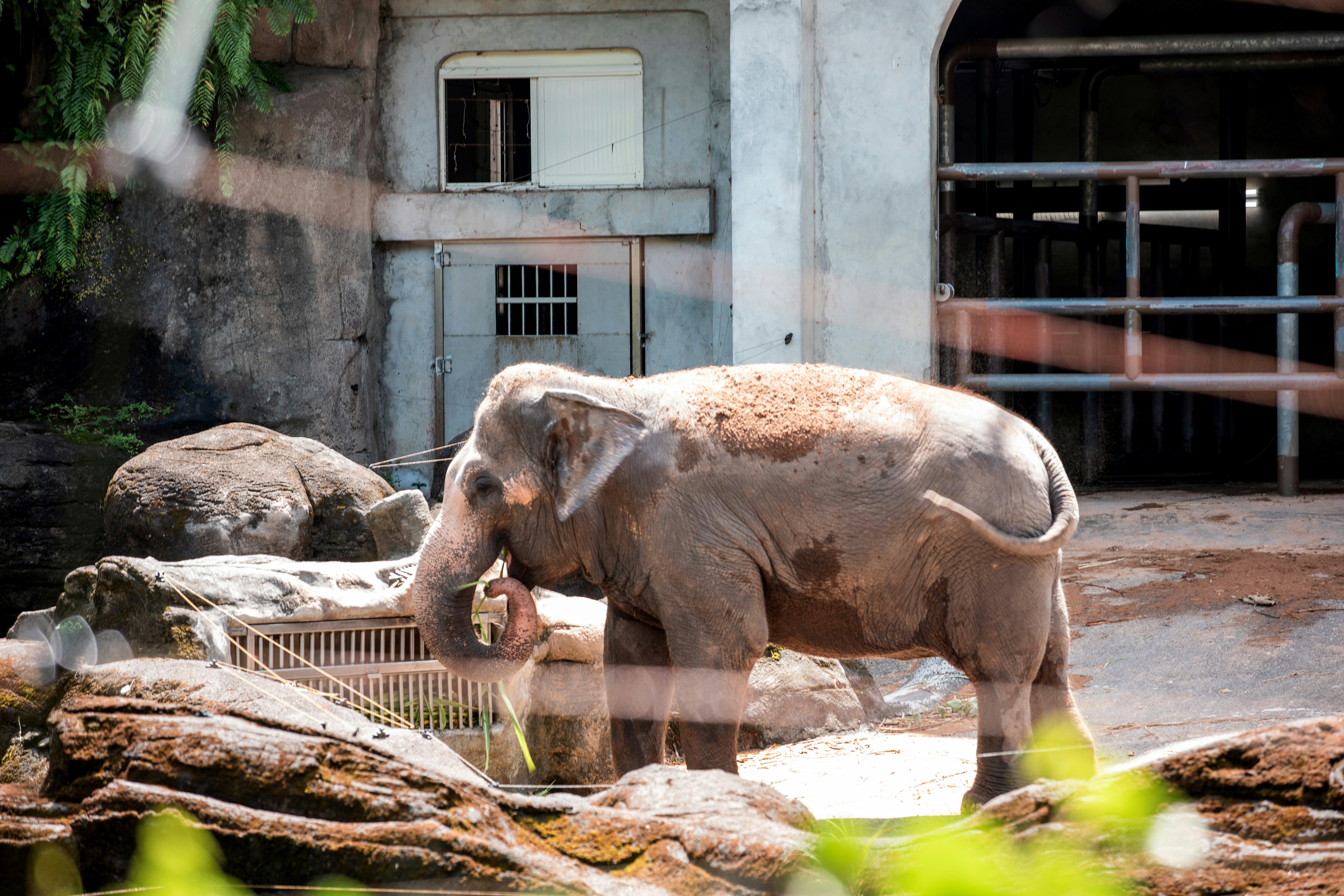 Zoo Animals Born in Bangkok