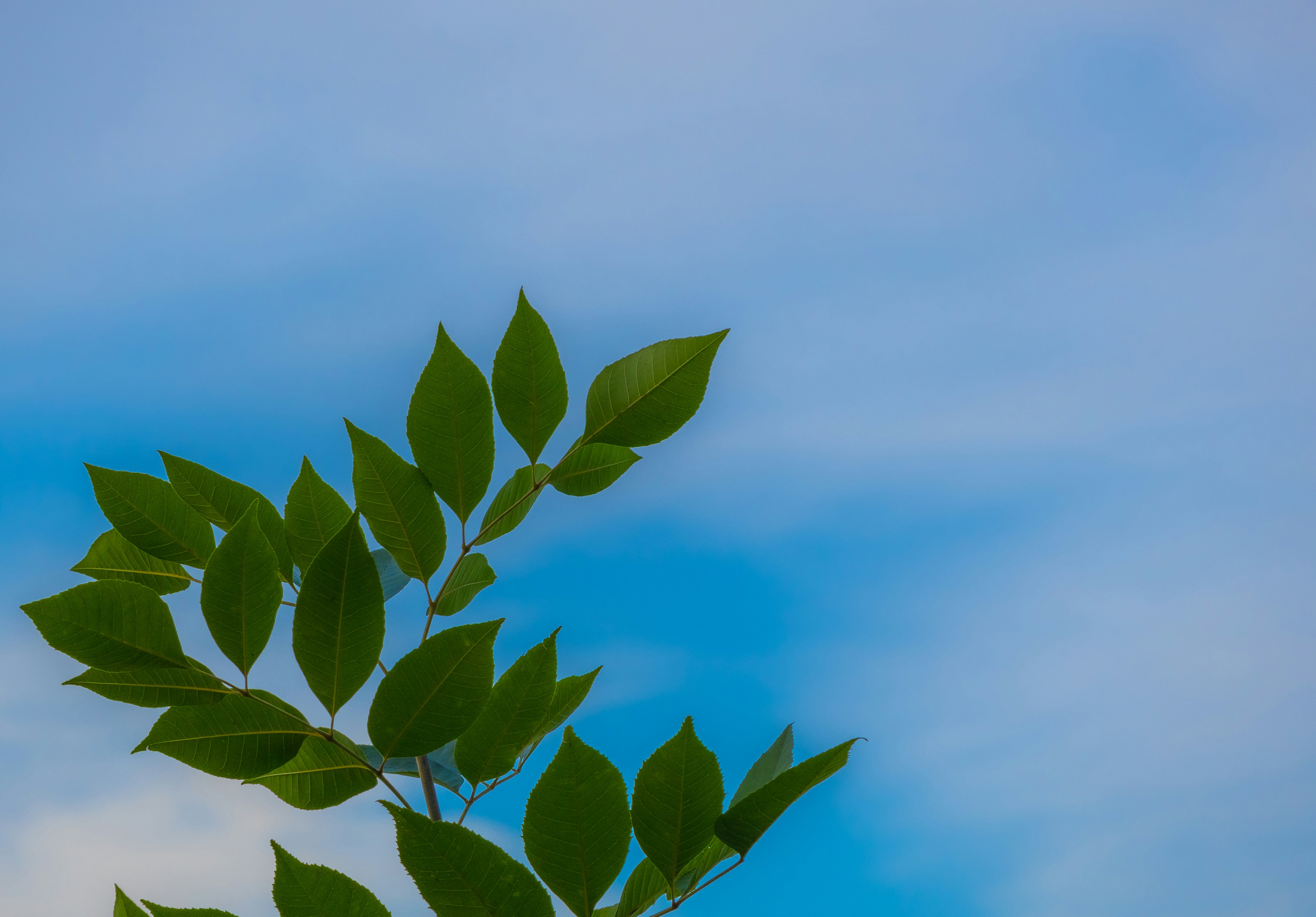 Green leaves on a tree branch set against a clear blue sky.