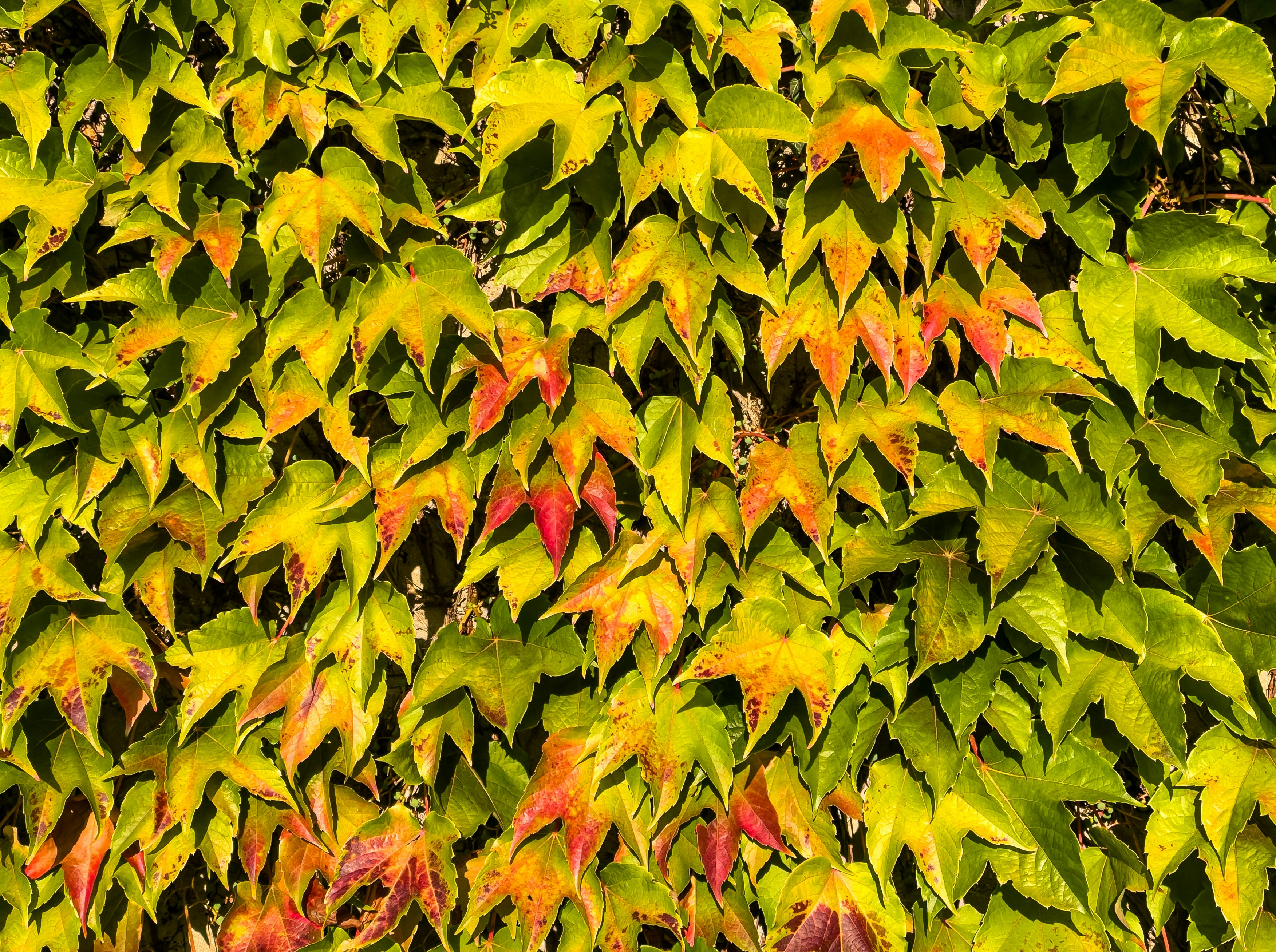Autumn Ivy Mosaic: a living wall of green, gold, and crimson