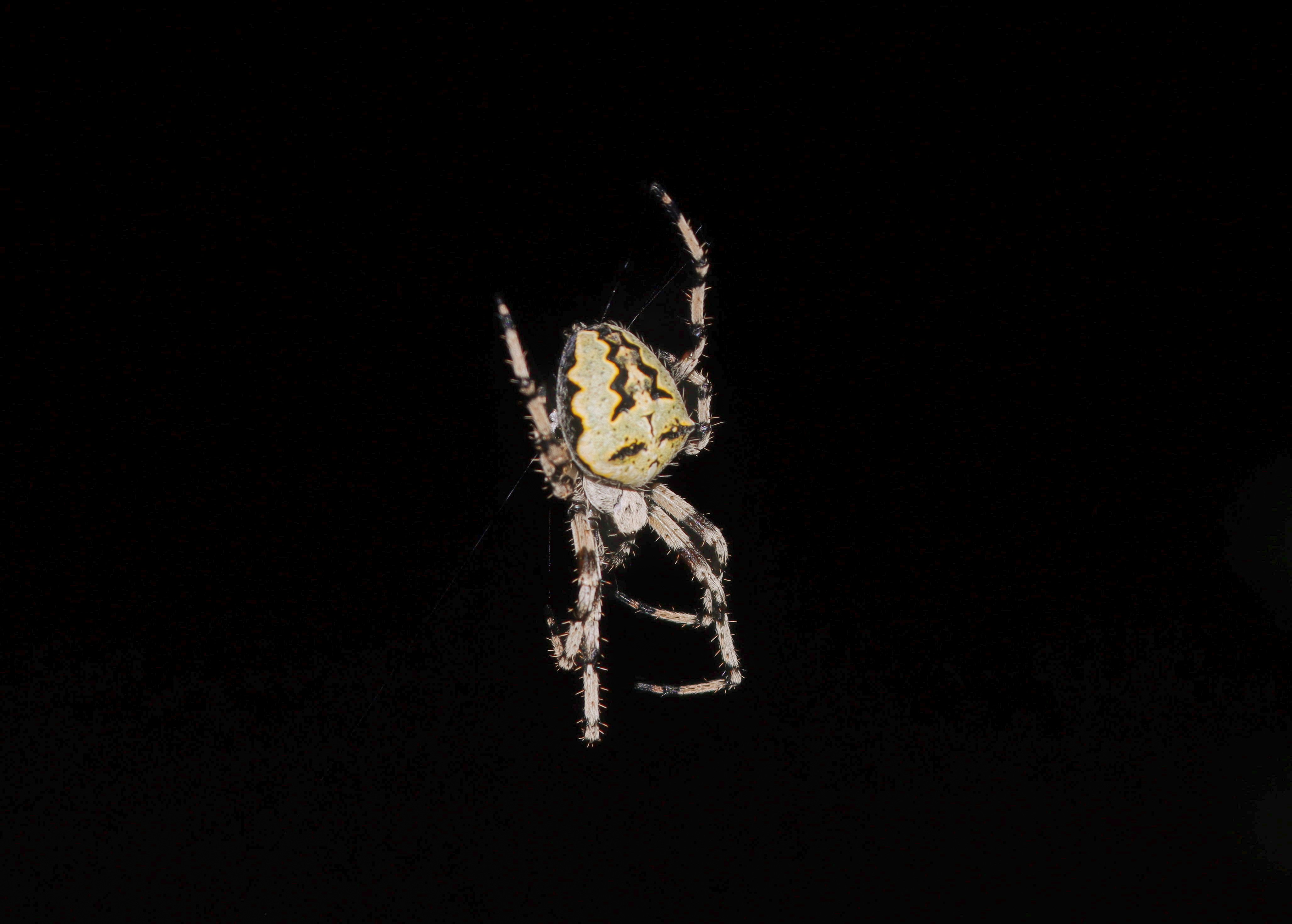 Night-Weaver in Focus: Pale-marked Orb-Weaver On Silken Canvas