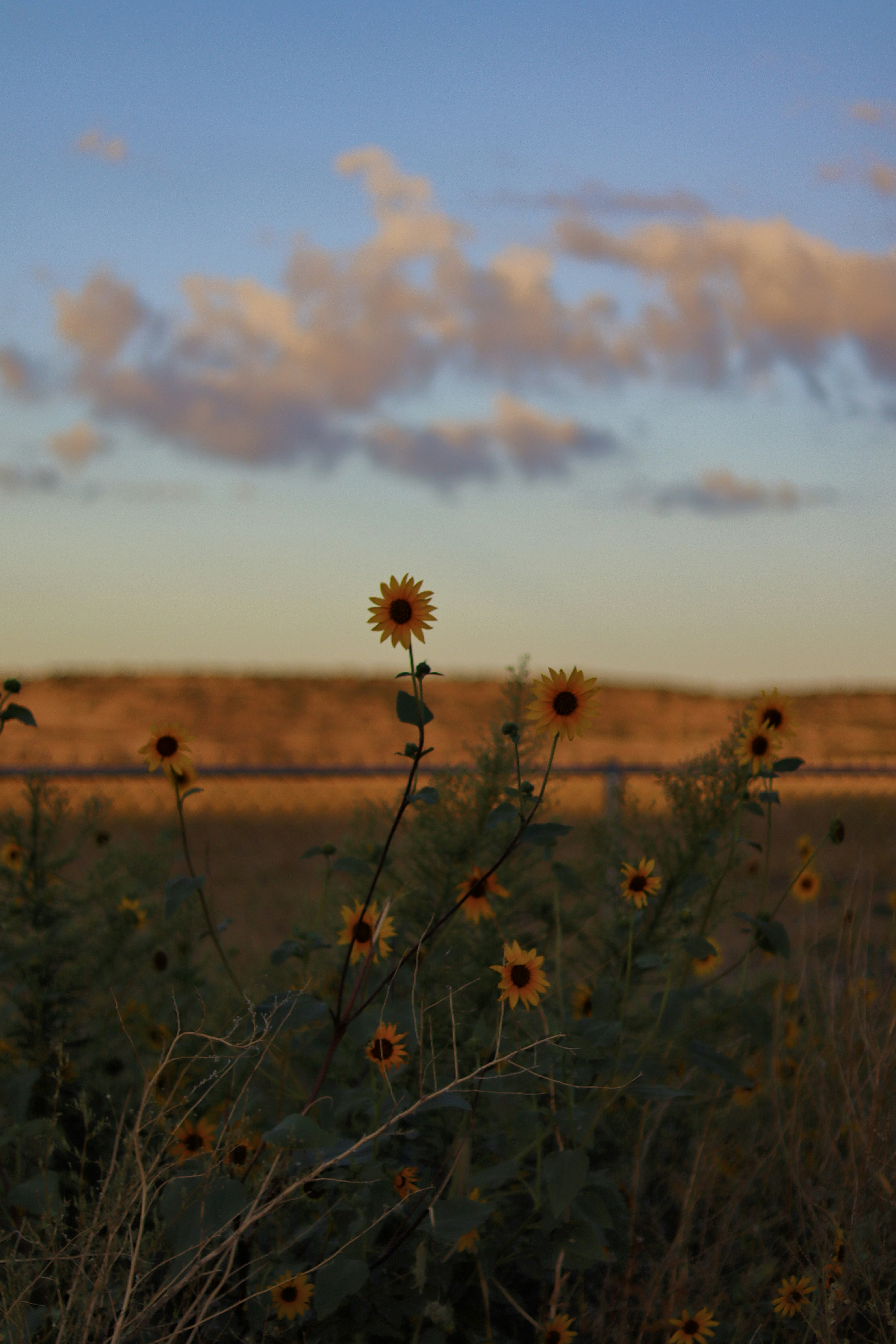 Sunflowers rise in a sunlit field with a softly blurred horizon and pastel sky. This photograph captures a tranquil golden-hour moment.