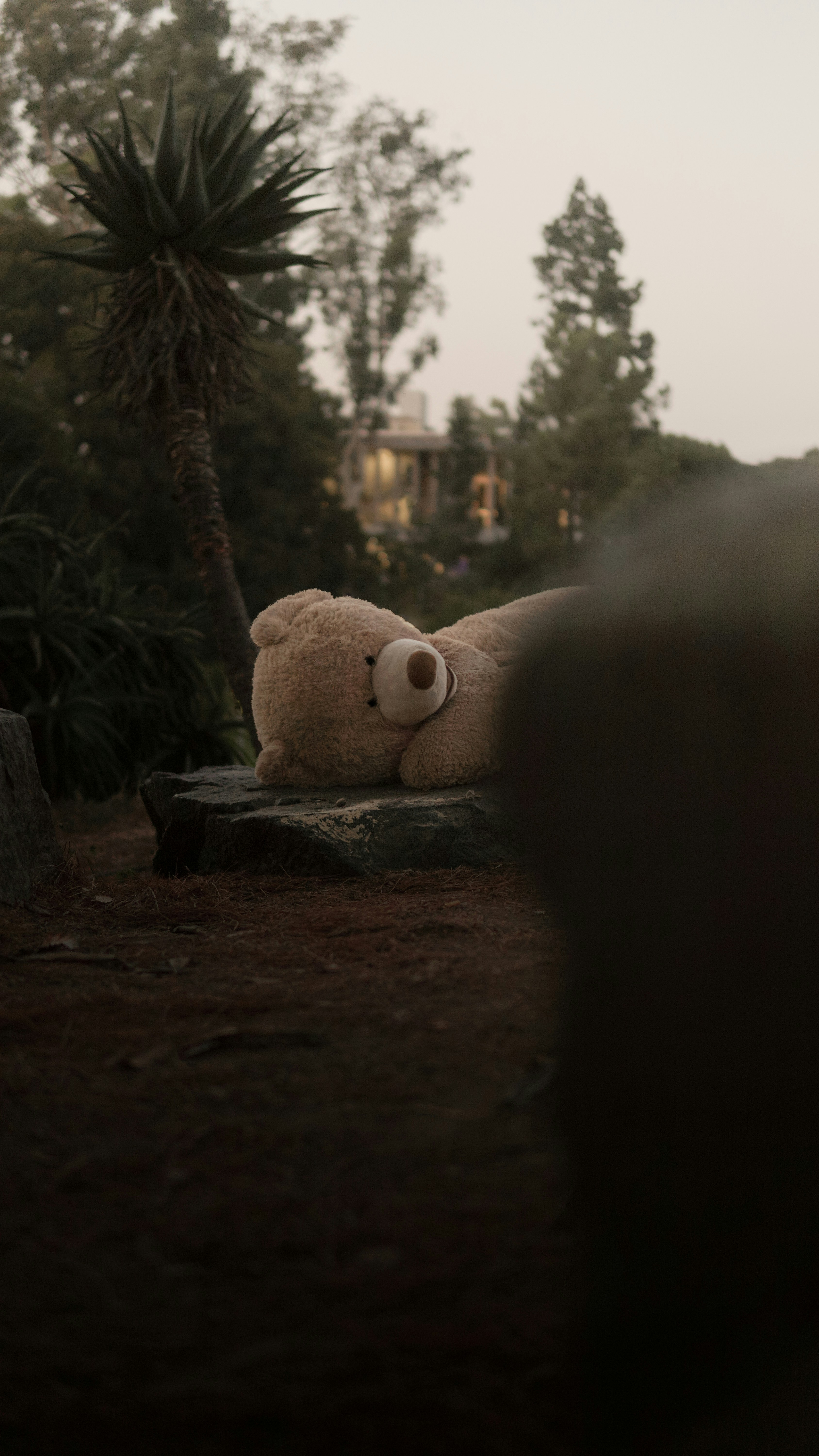 Lonely Teddy in Twilight Park