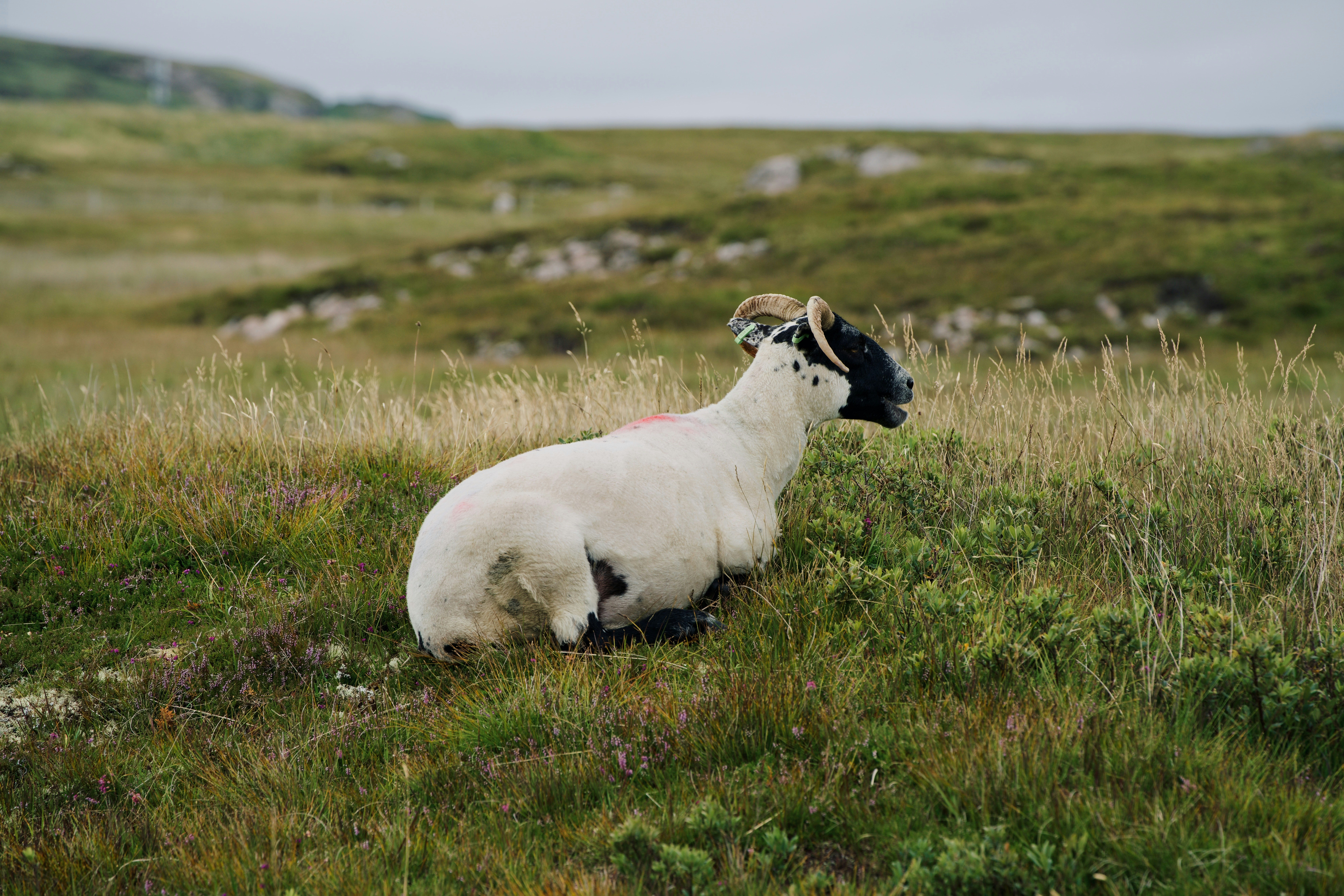 Photo by Garvit Nama with Sony Alpha 7R II