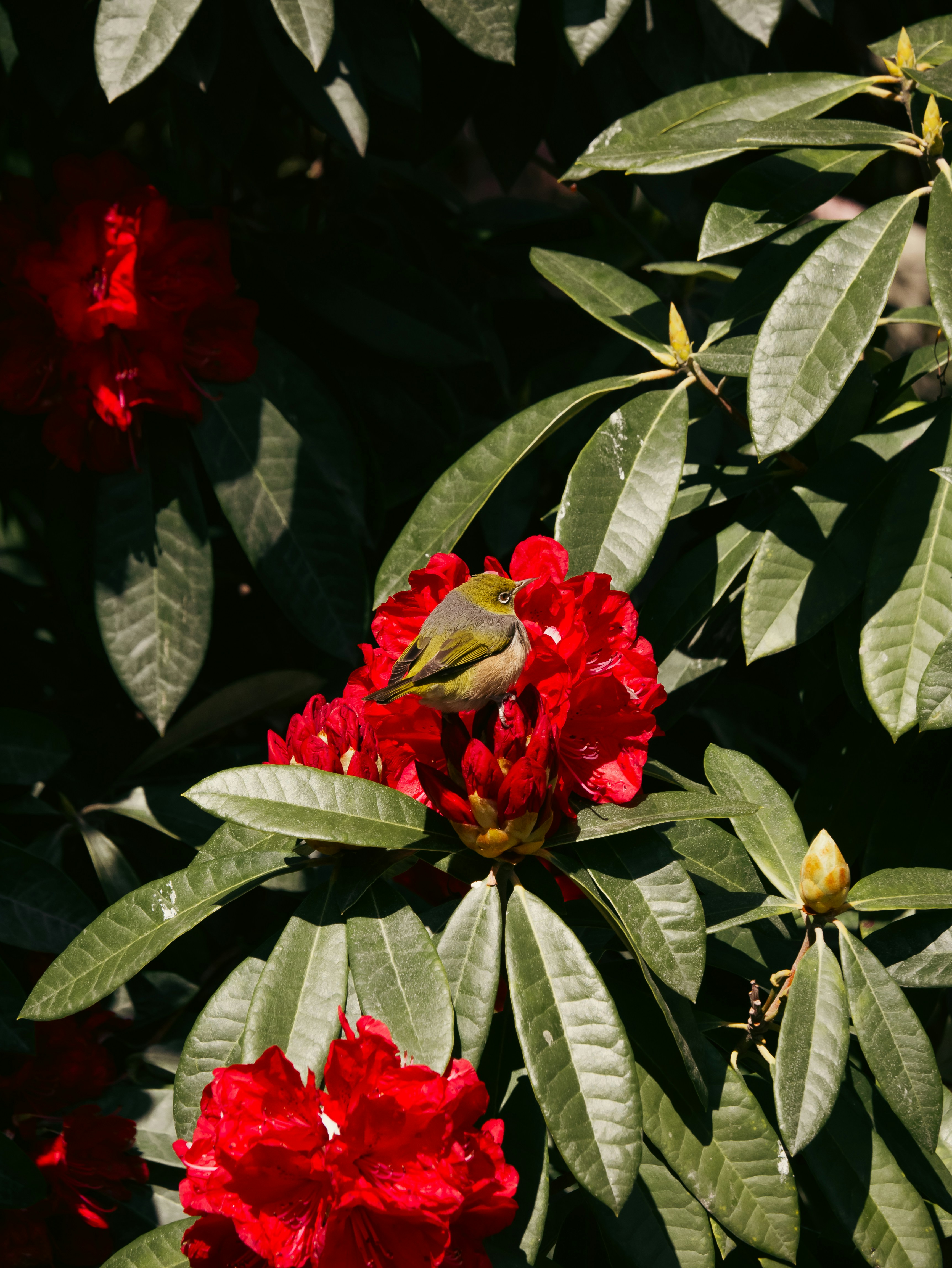 Olive-green Bird Perched on Scarlet Rhododendron Bloom