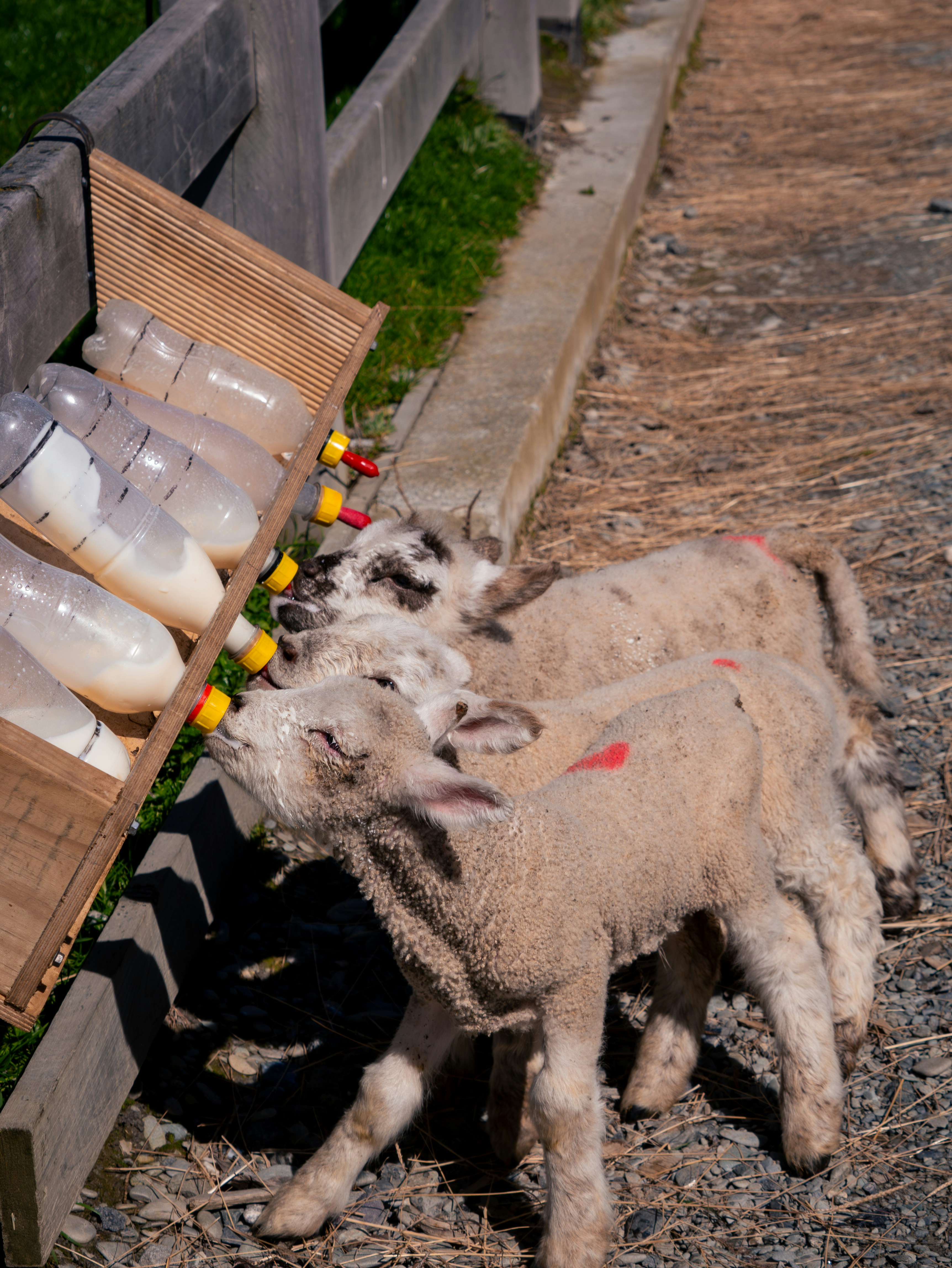 Lambs at the Milk Rack: Twin Bottles and Fuzzy Focus