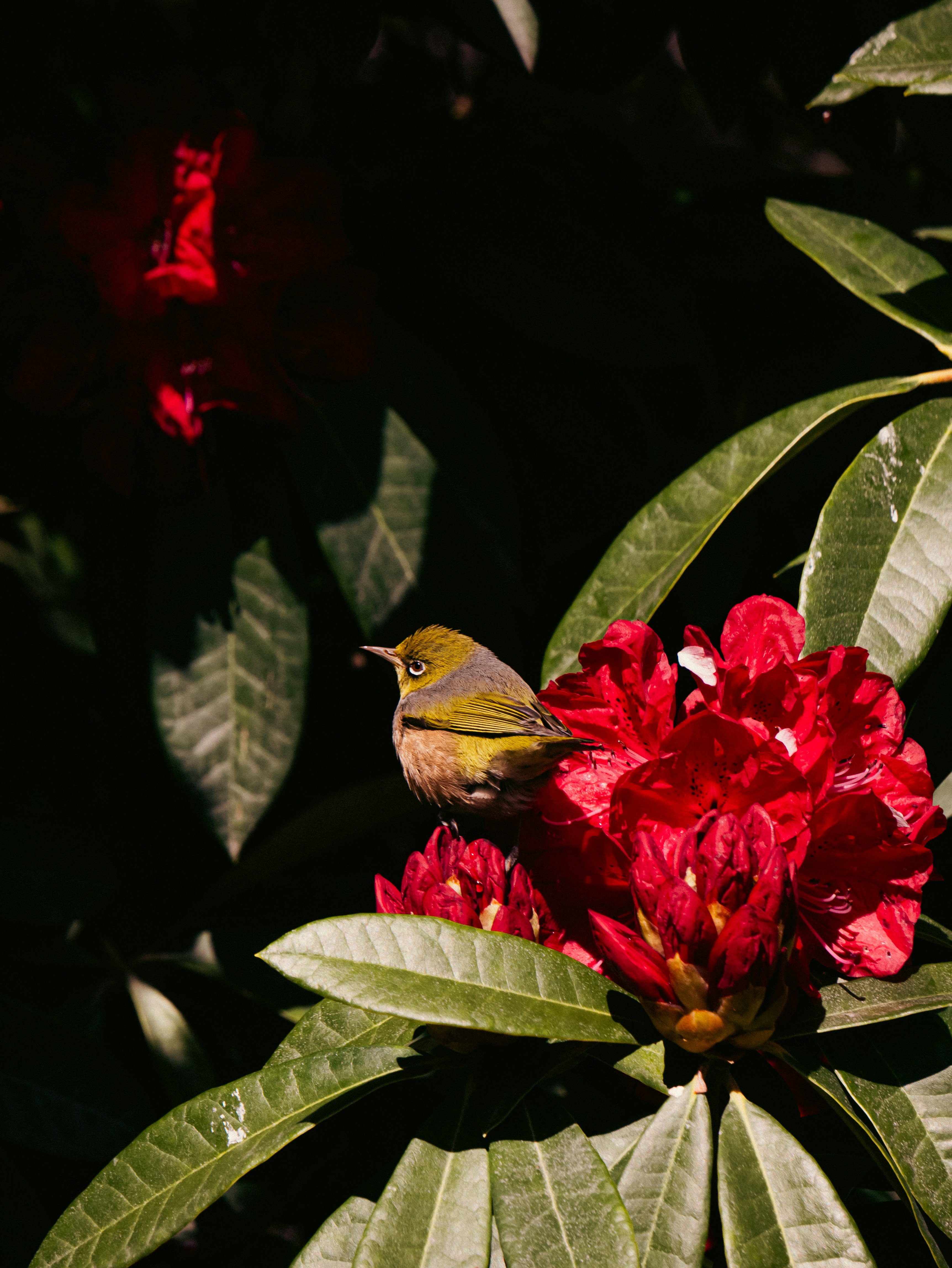 Olive Warbler Perches on a Crimson Rhododendron Bloom