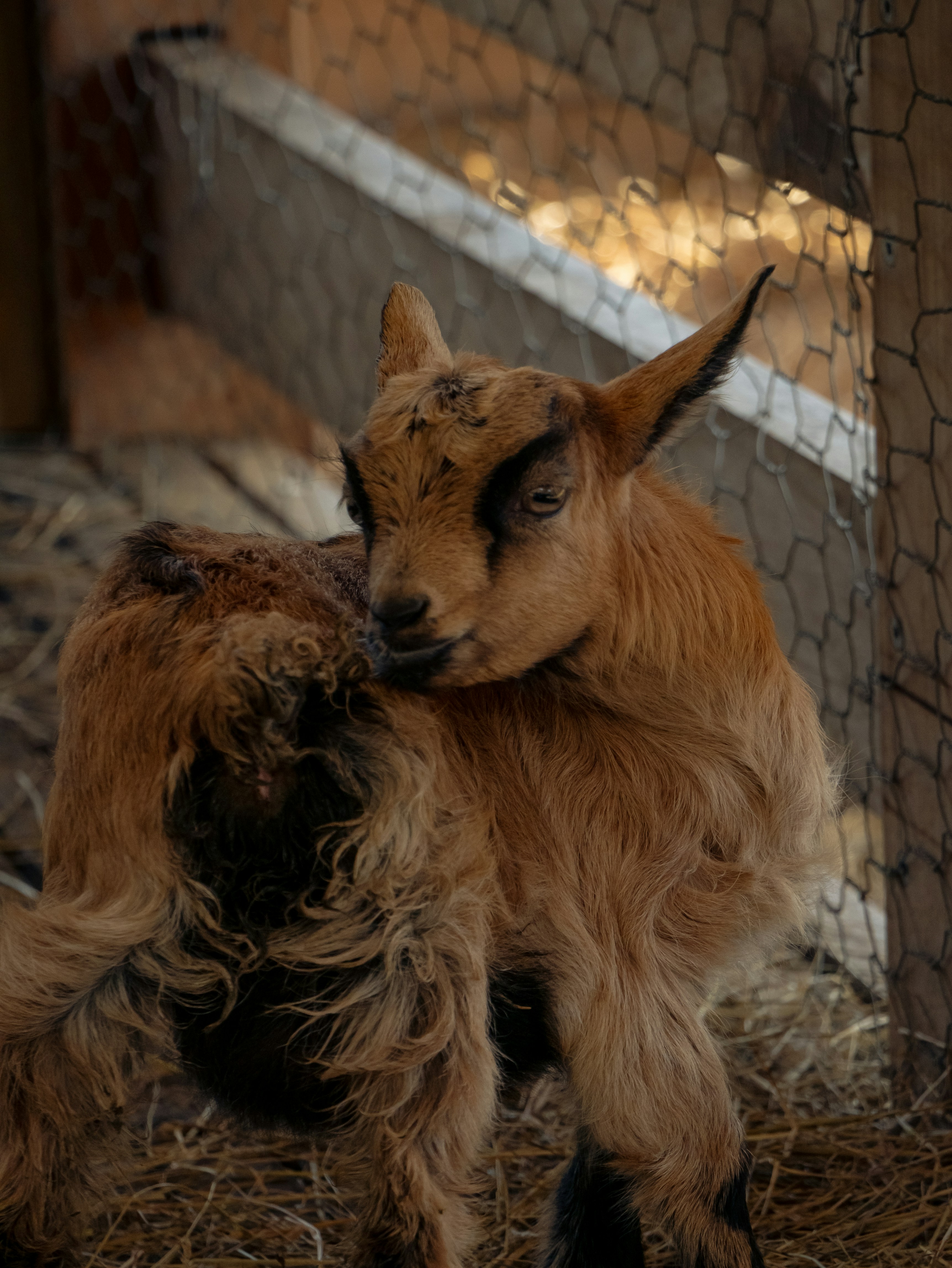 Nuzzle by the Fence: A Quiet Barn Moment Between Goats