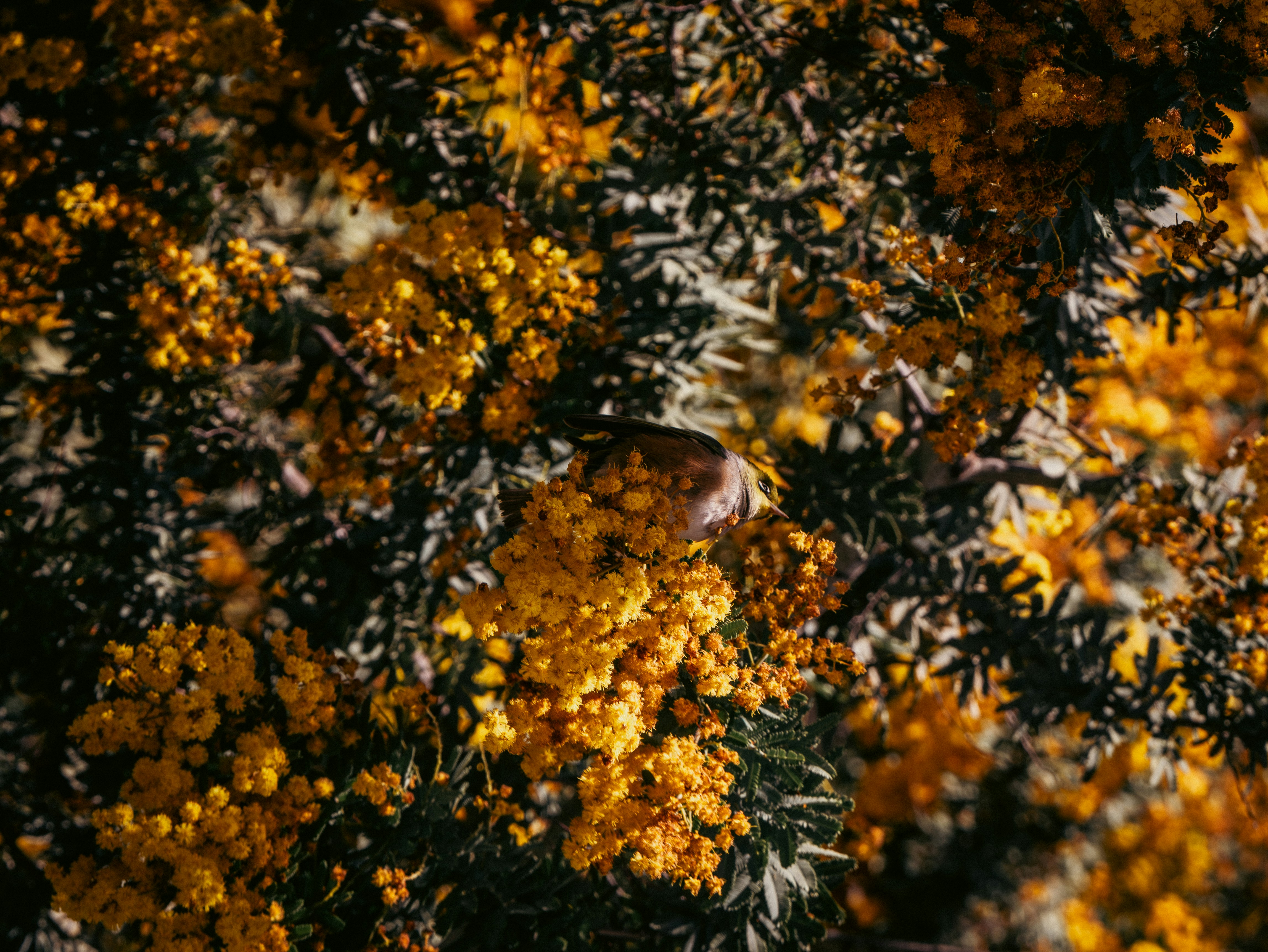 Small bird nestled among vibrant yellow blossoms and dark green foliage.