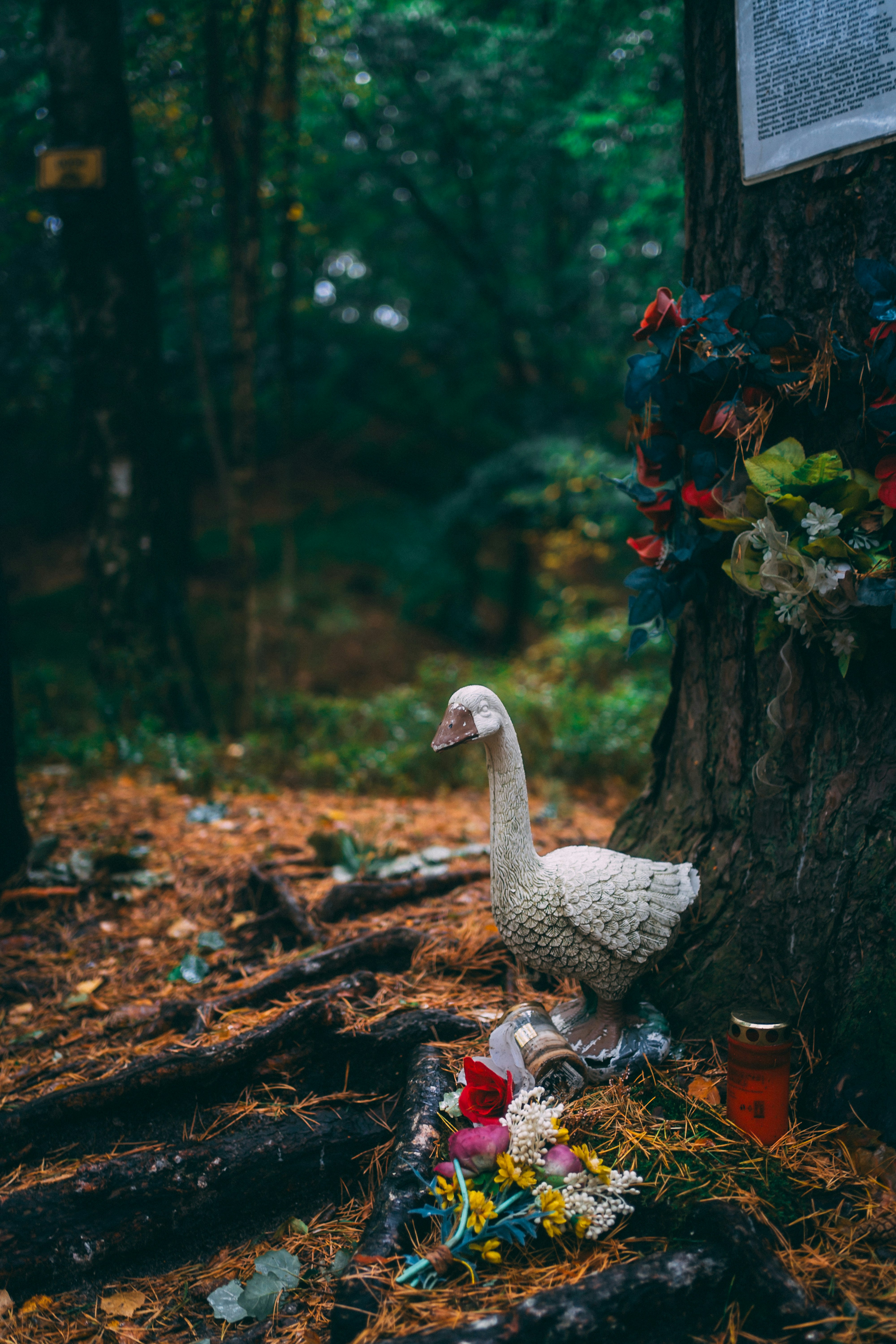 Swan by the Memorial Tree: Floral Offerings in a Quiet Woods