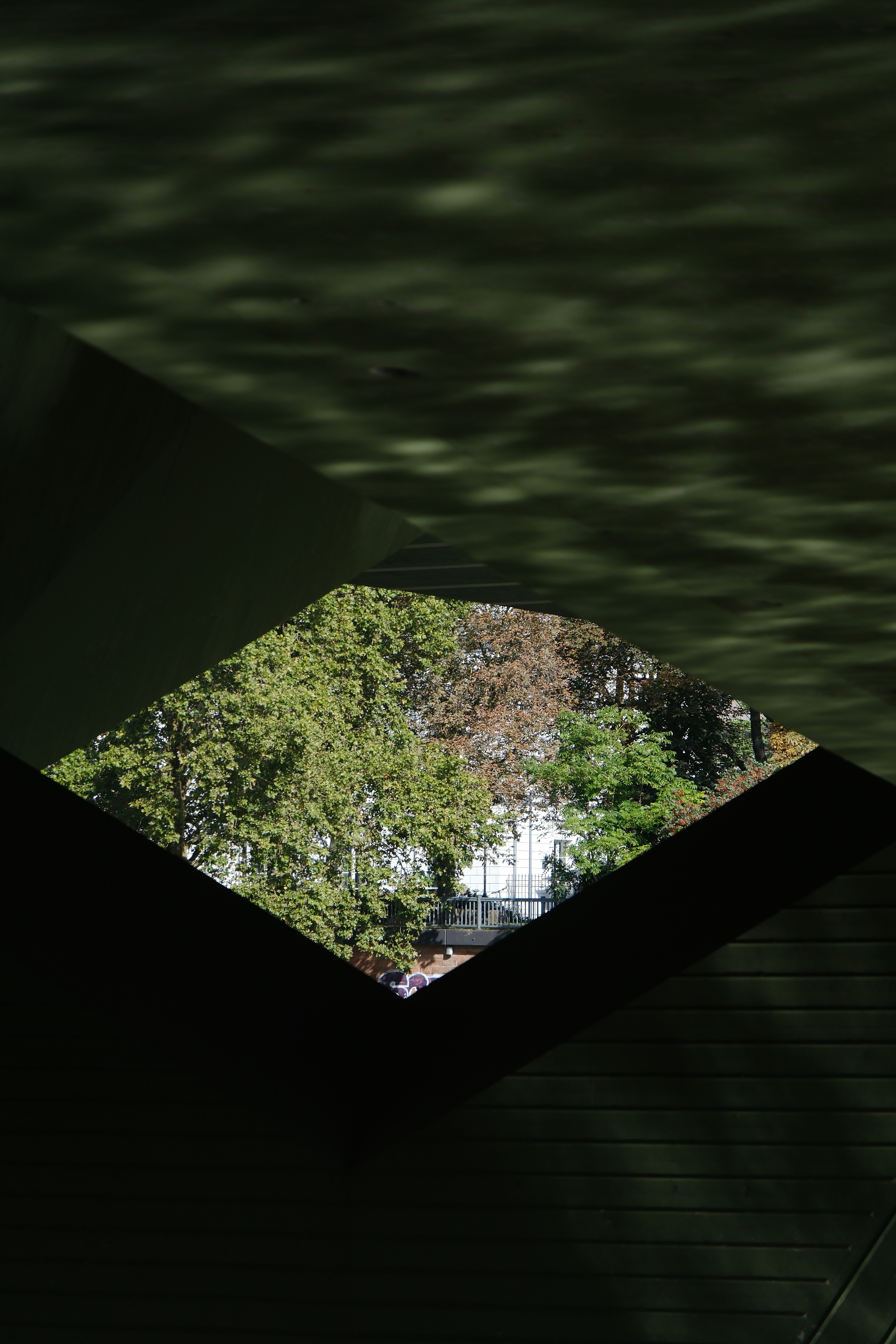 Diamond Window: Trees Framed by Shadowed Architecture
