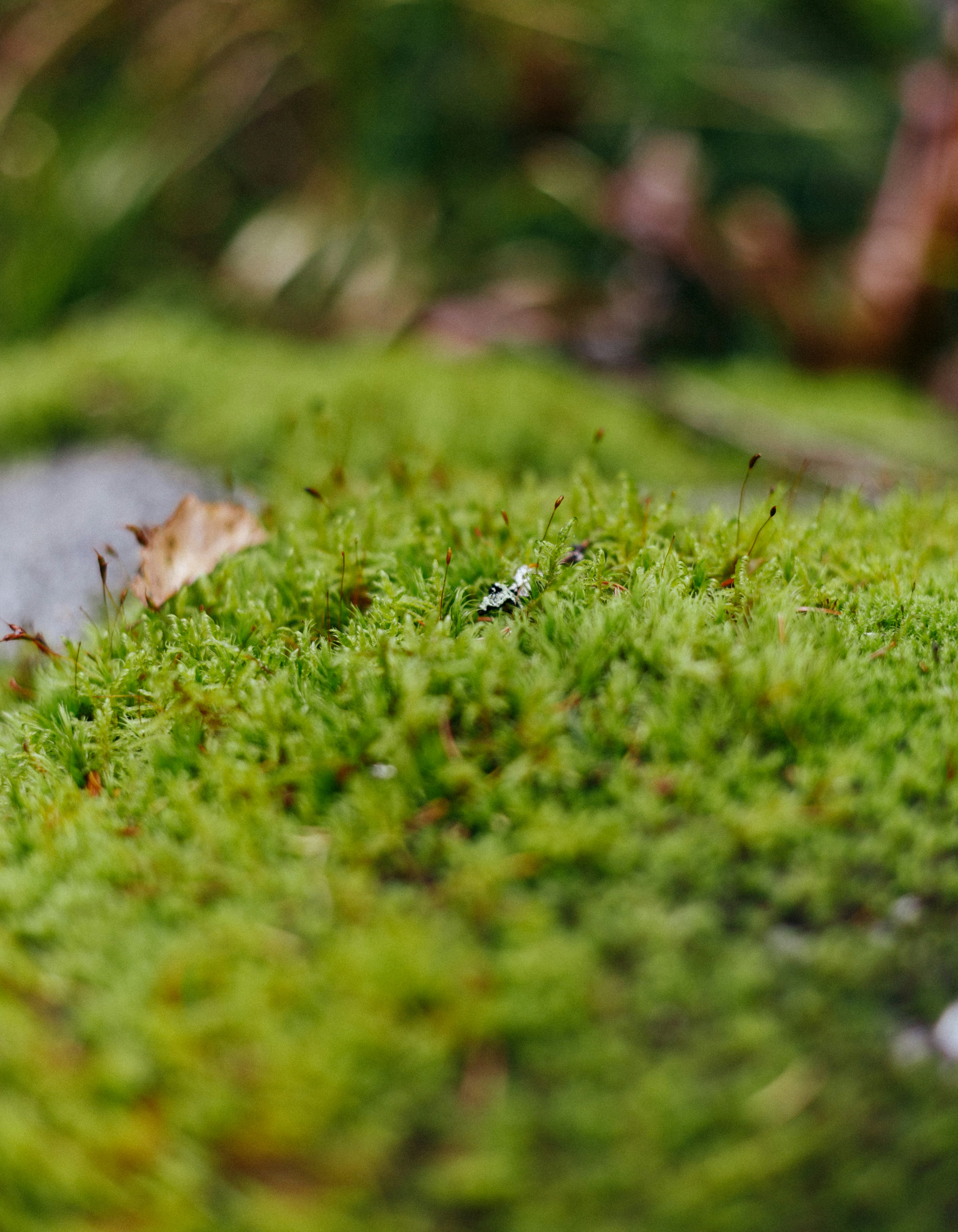 Emerald Carpet: a Minute White Speck on Moss