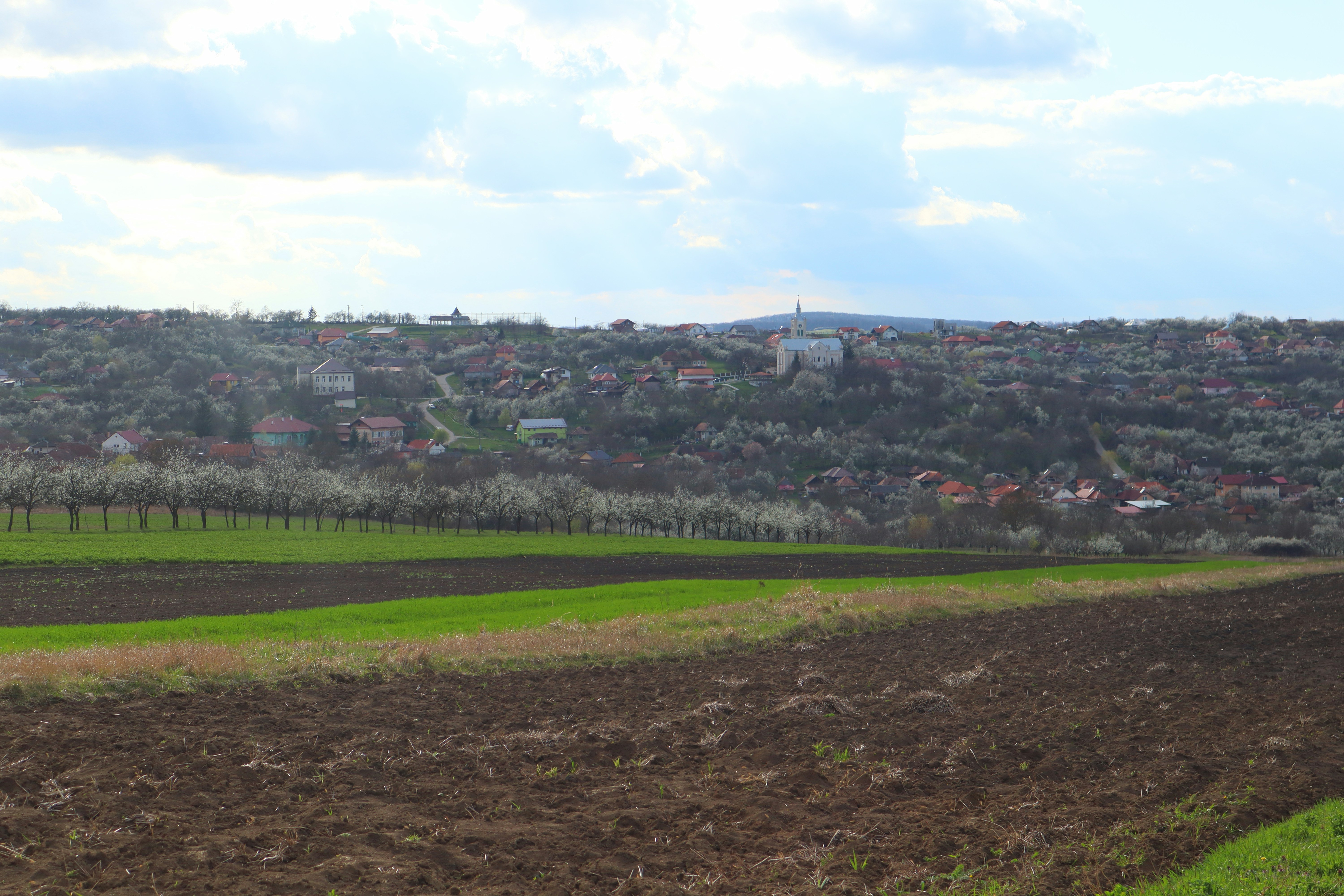 Village skyline over cultivated fields under a blue-sky lull