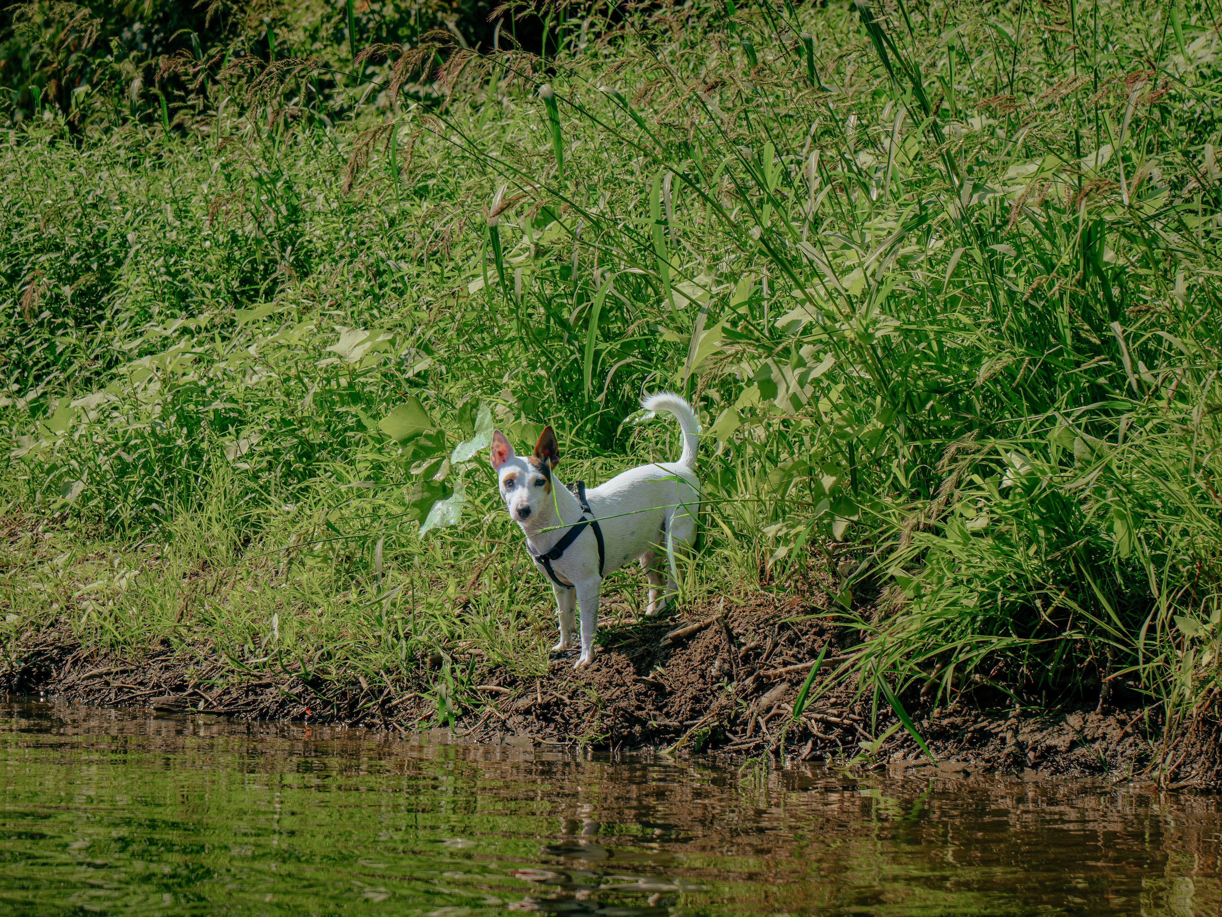 Photo by Ákos Nemes with Panasonic Lumix GH5