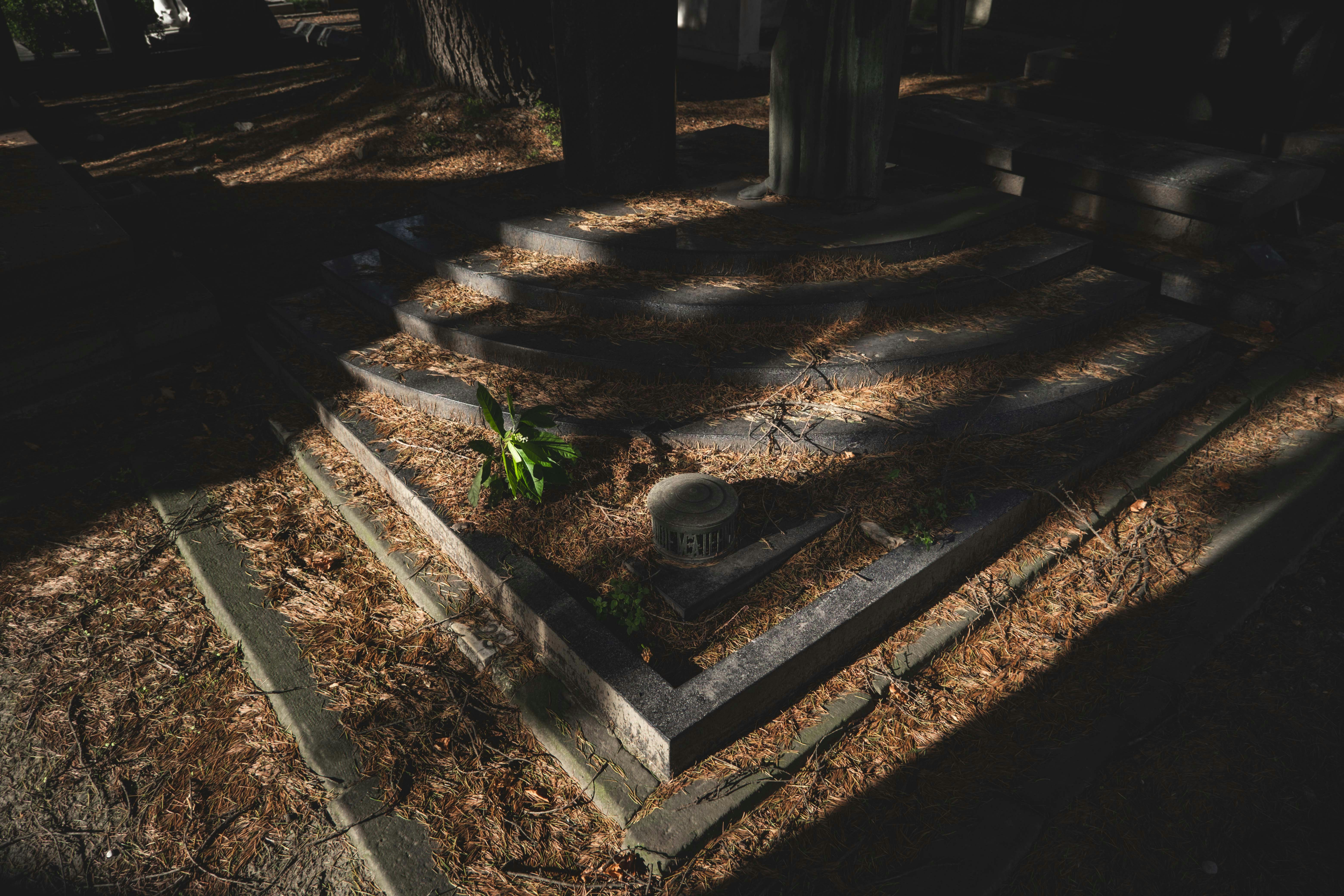 Sprout of Resilience on Weathered Cemetery Stairs