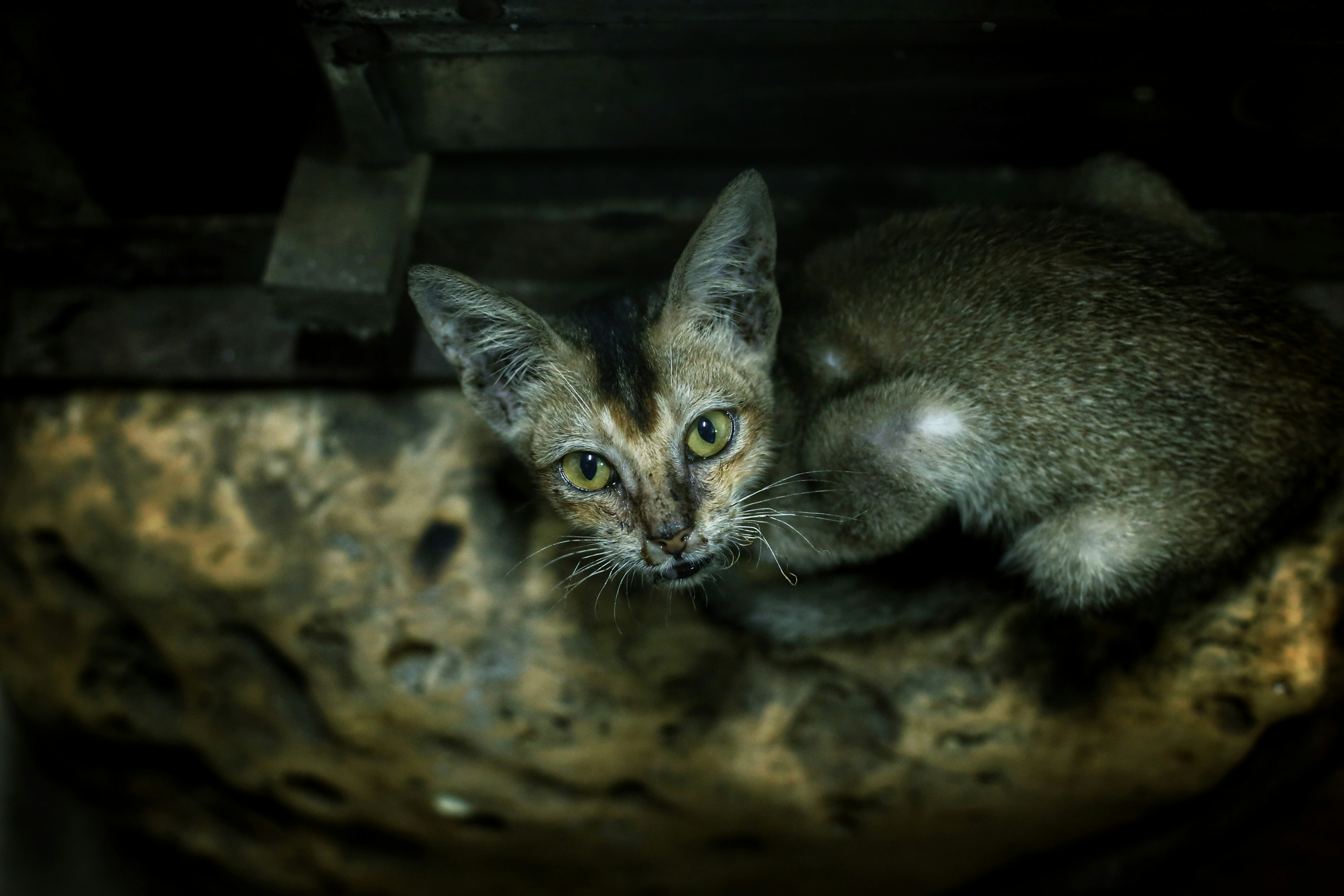 Grotto Gaze: a wary cat peering from shadowed rock