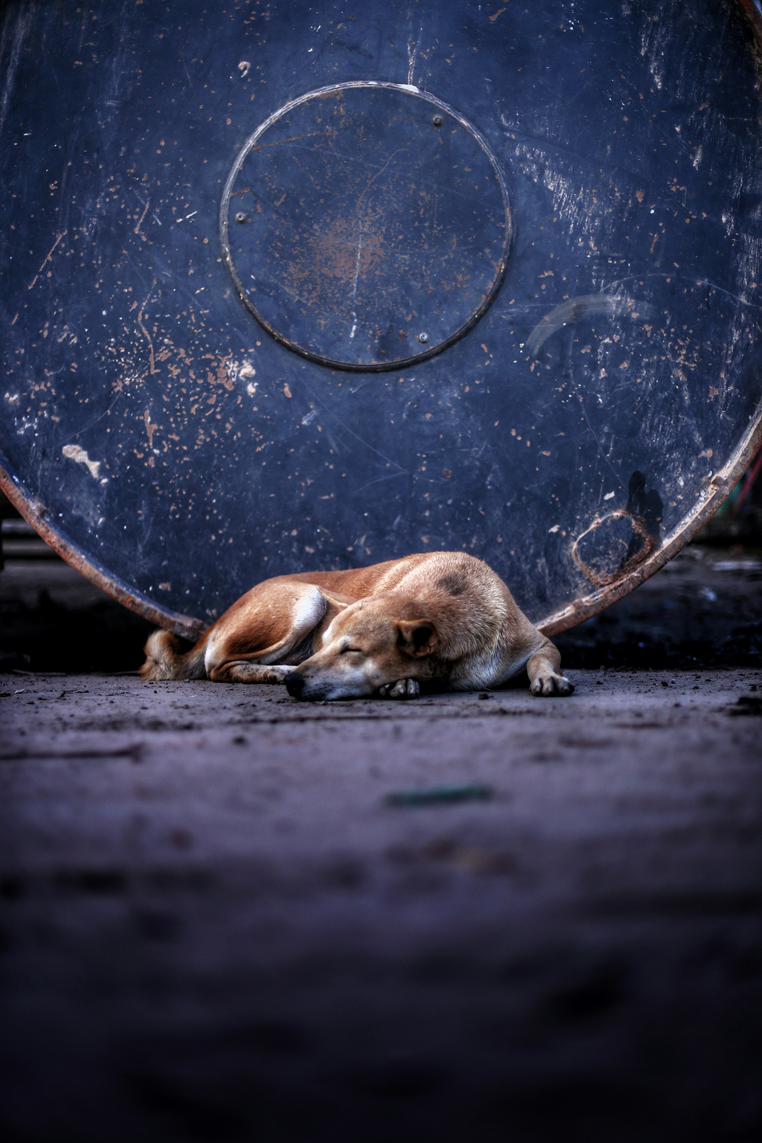 Under the Circular Veil: a Sleeping Street Dog