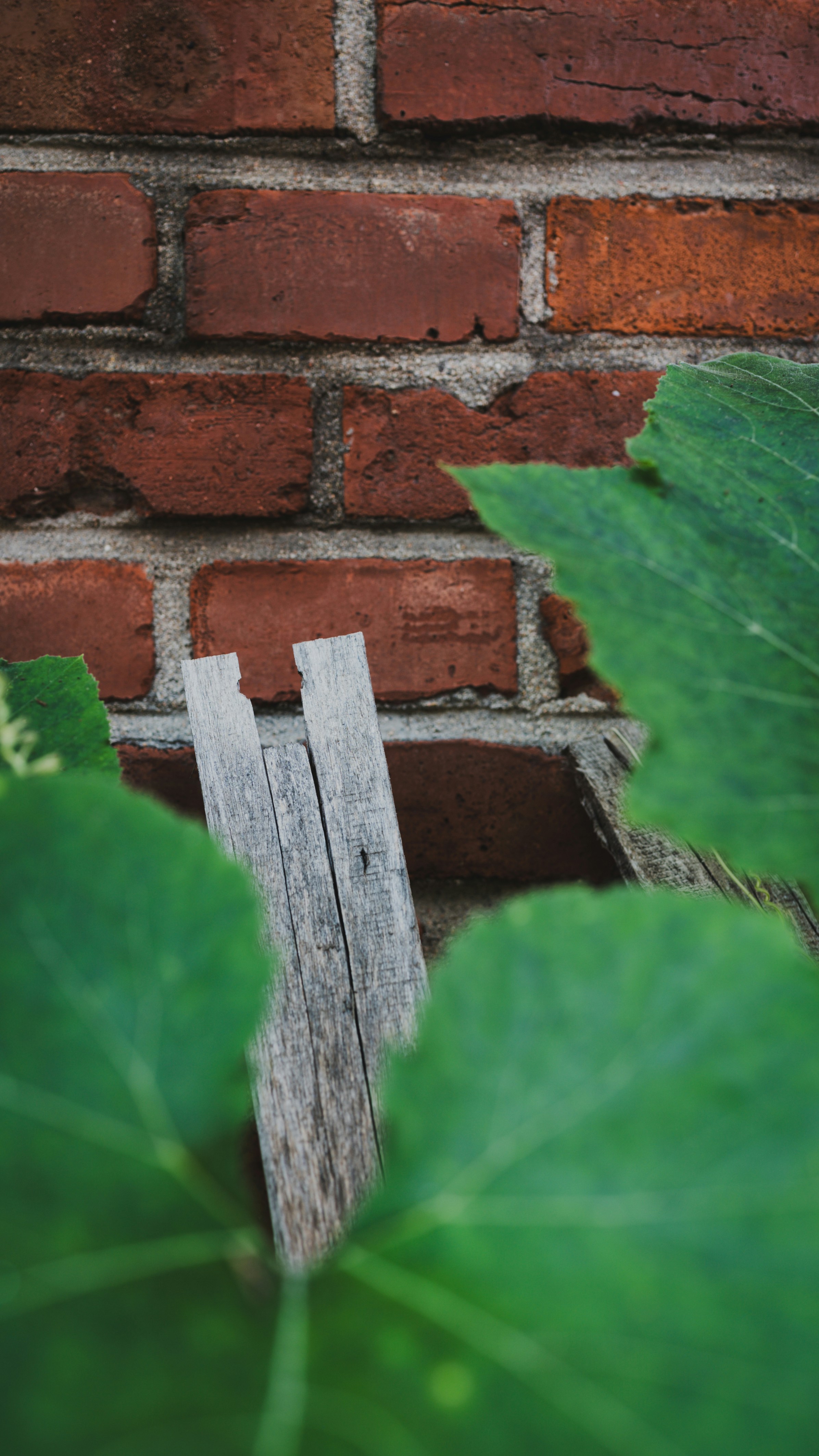 Weathered Slats Lean Against Brick: A Quiet Study in Greenery