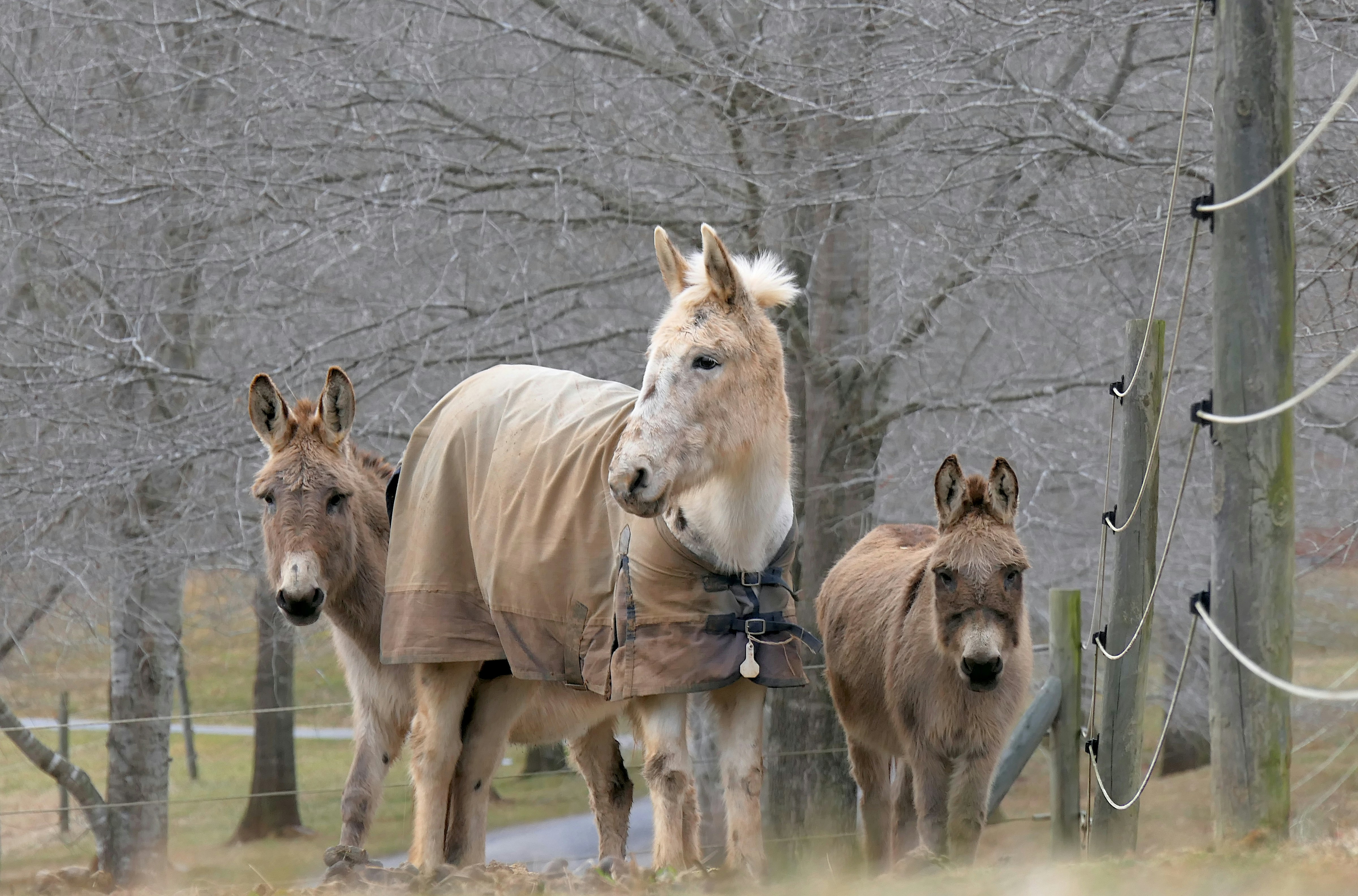 Blanket-Clad Leader at the Fence: Quiet Trio of Horses