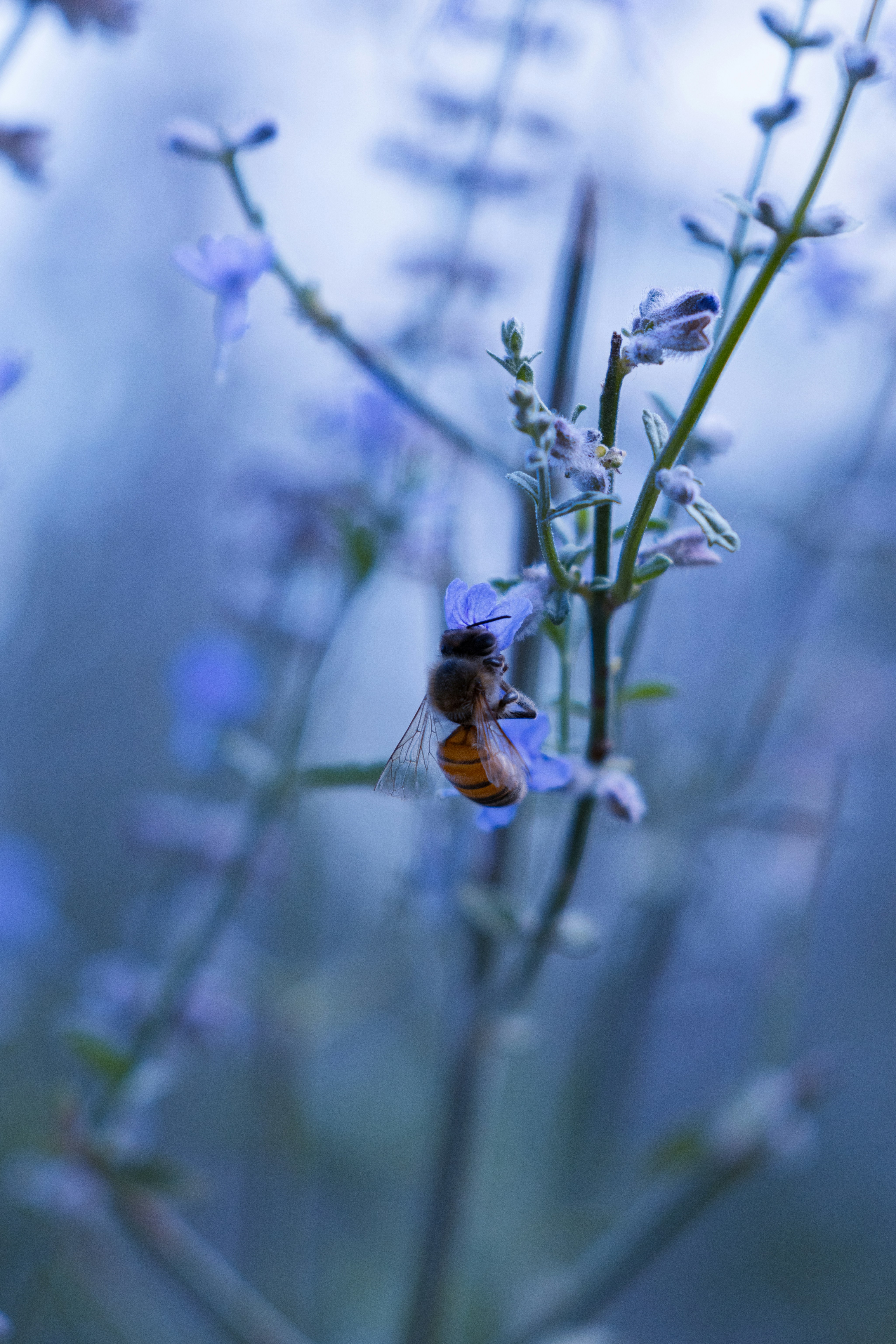 Blue Quietness on Lavender: A Bee's Macro Moment