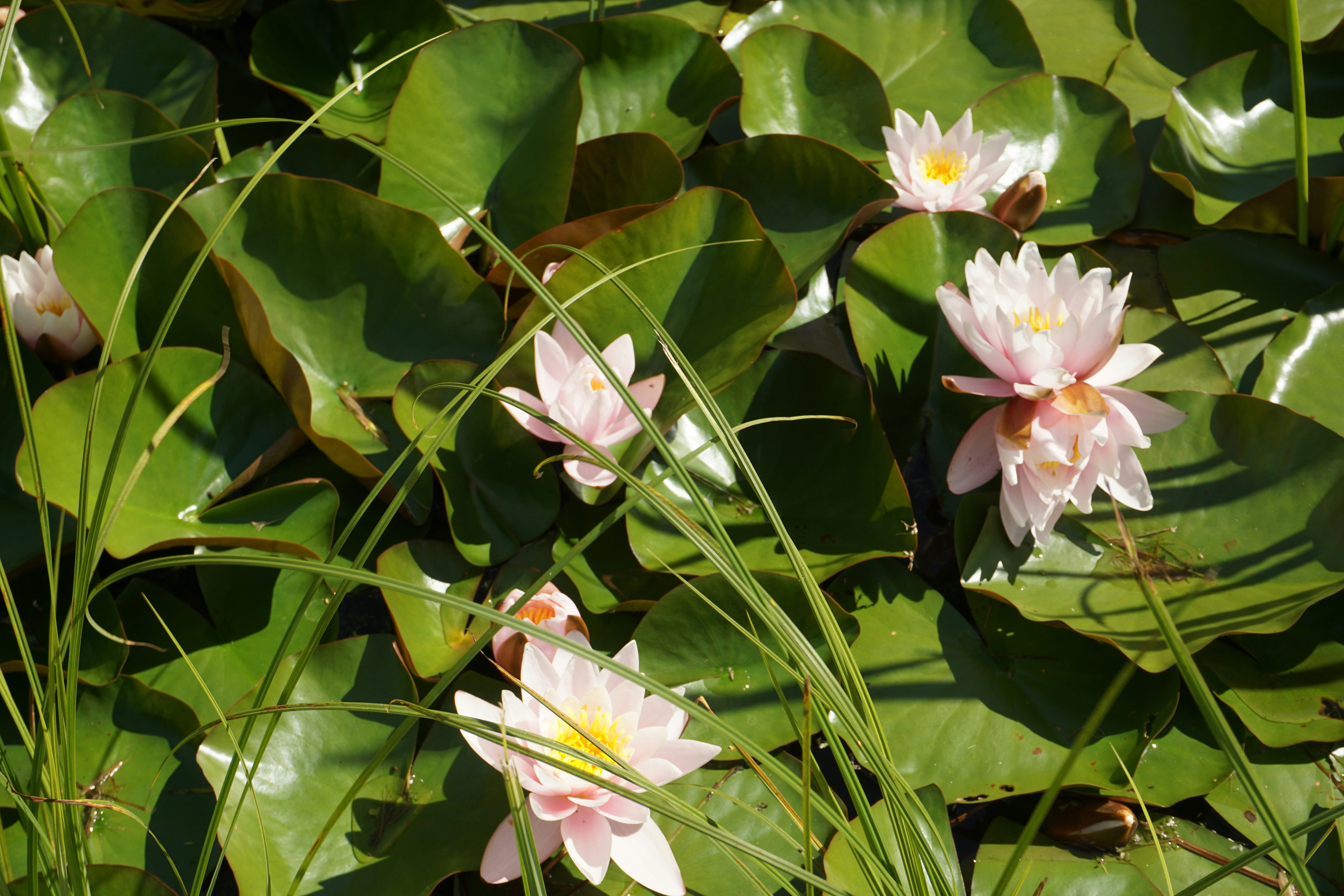 Noon Bloom: Pink Water Lilies Weave Through Emerald Leaves