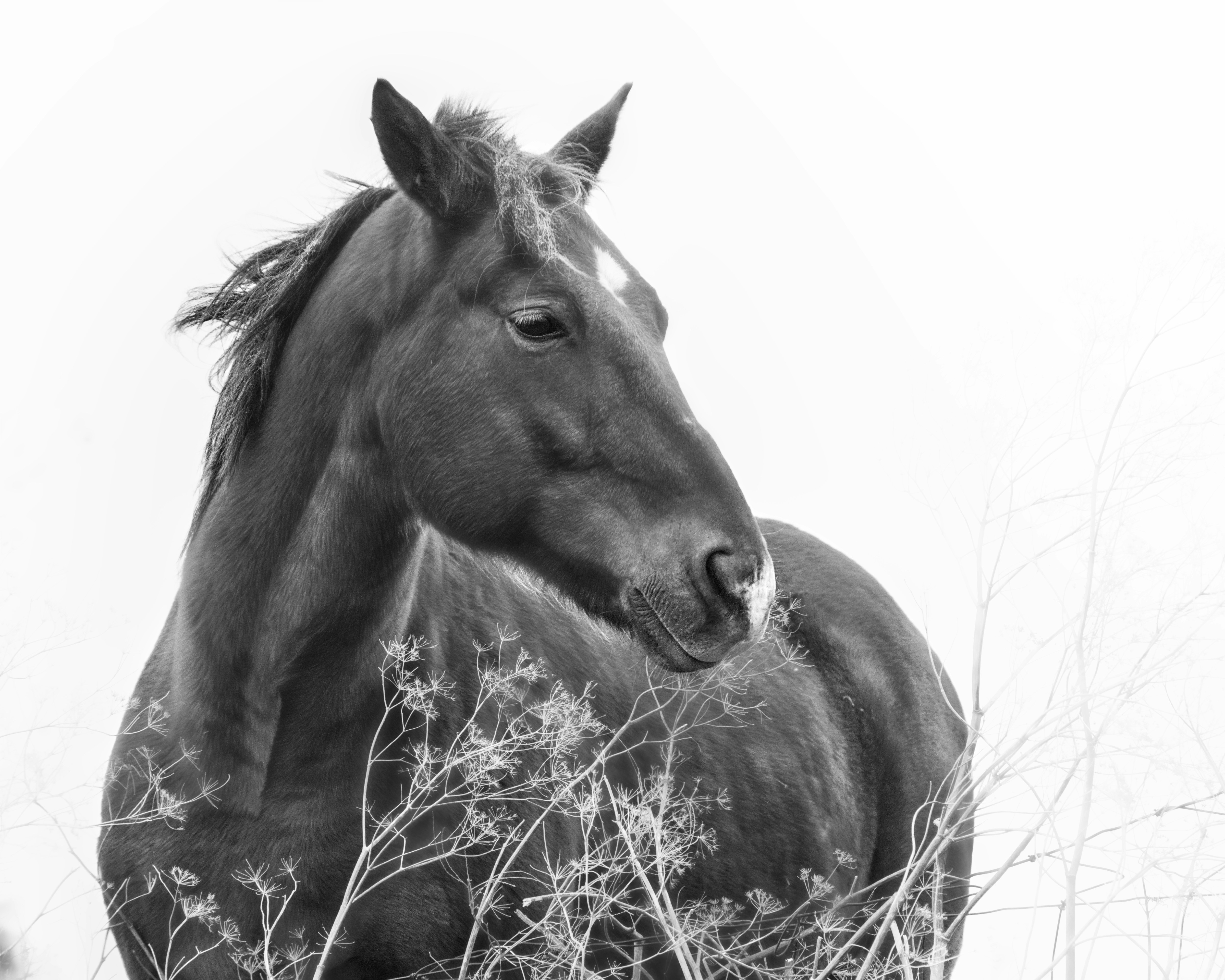 Black and white portrait of a horse surrounded by delicate plants.