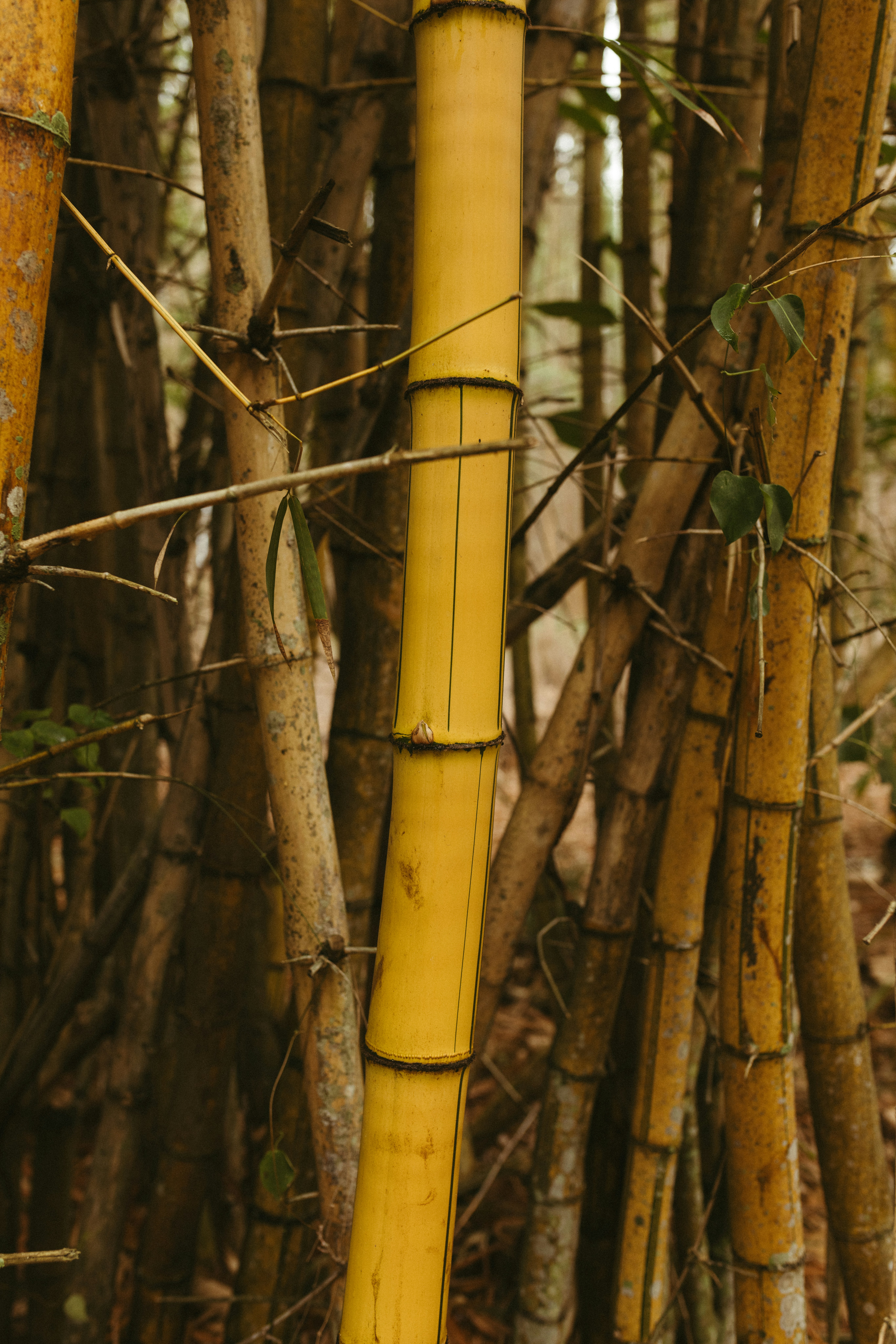 A bamboo tree in a forest with yellow poles photo – Free Bamboo Image ...