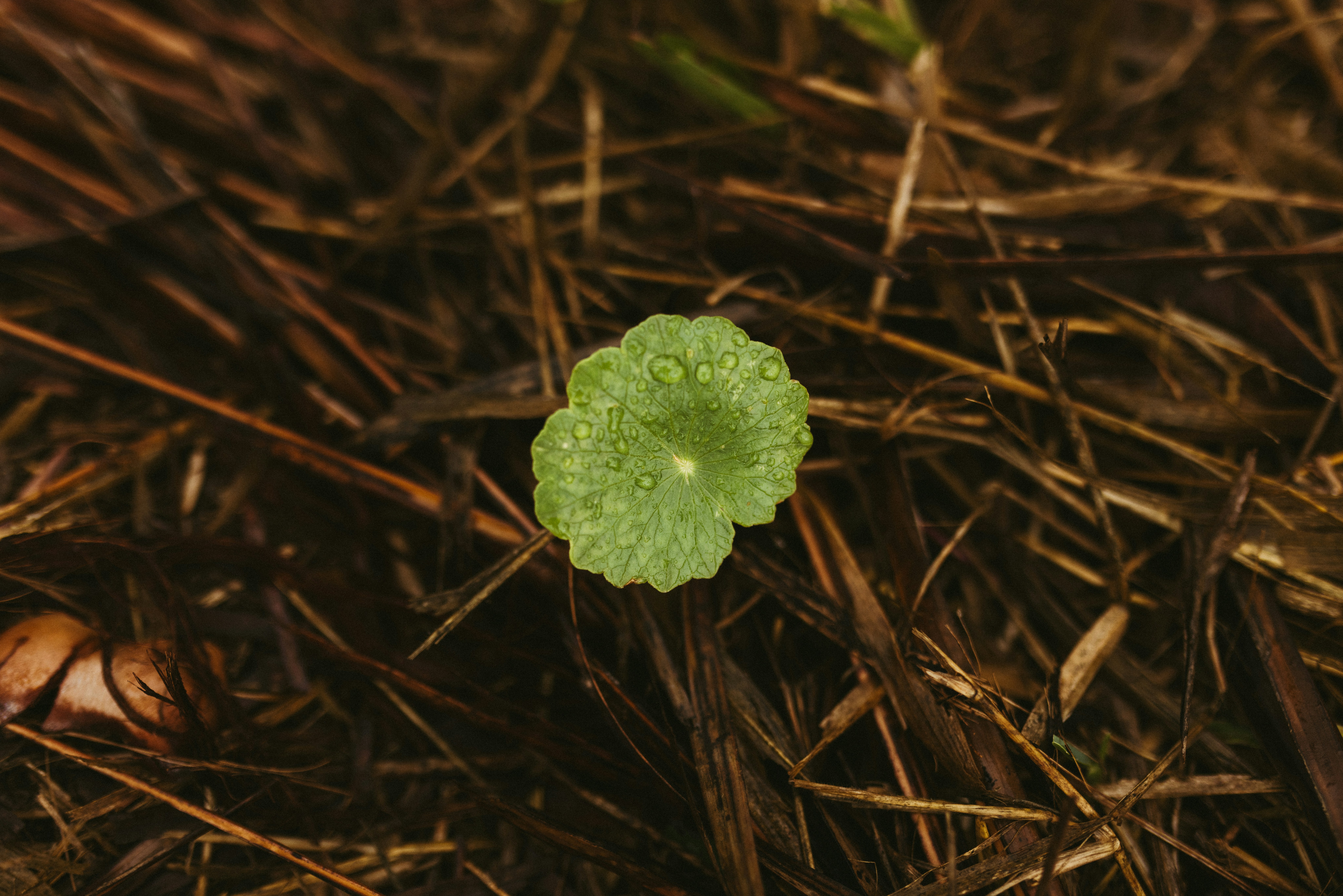 Emerald Dew-Globe Among Pine Needles