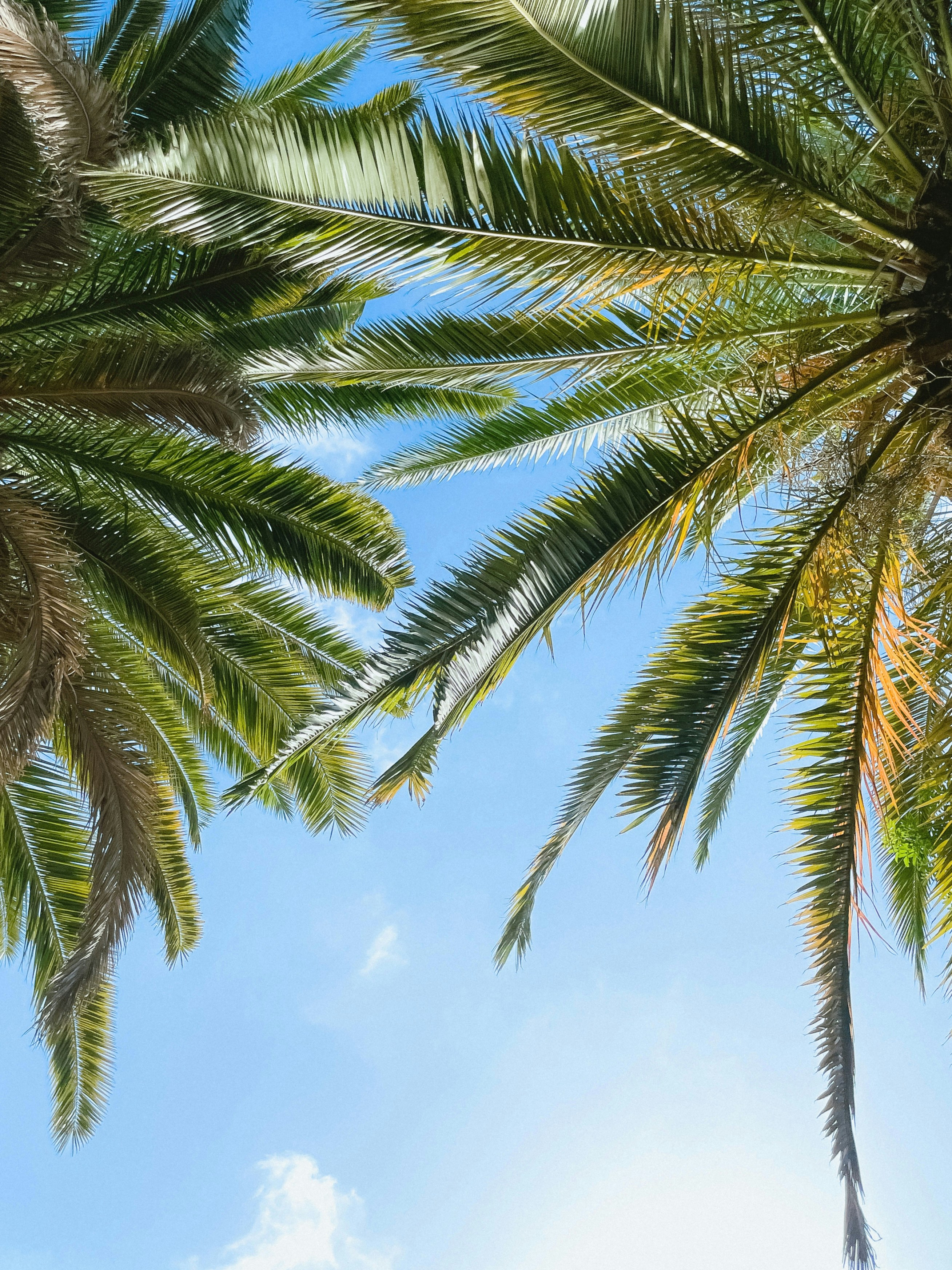 A palm tree with a blue sky in the background photo – Free Summer Image ...