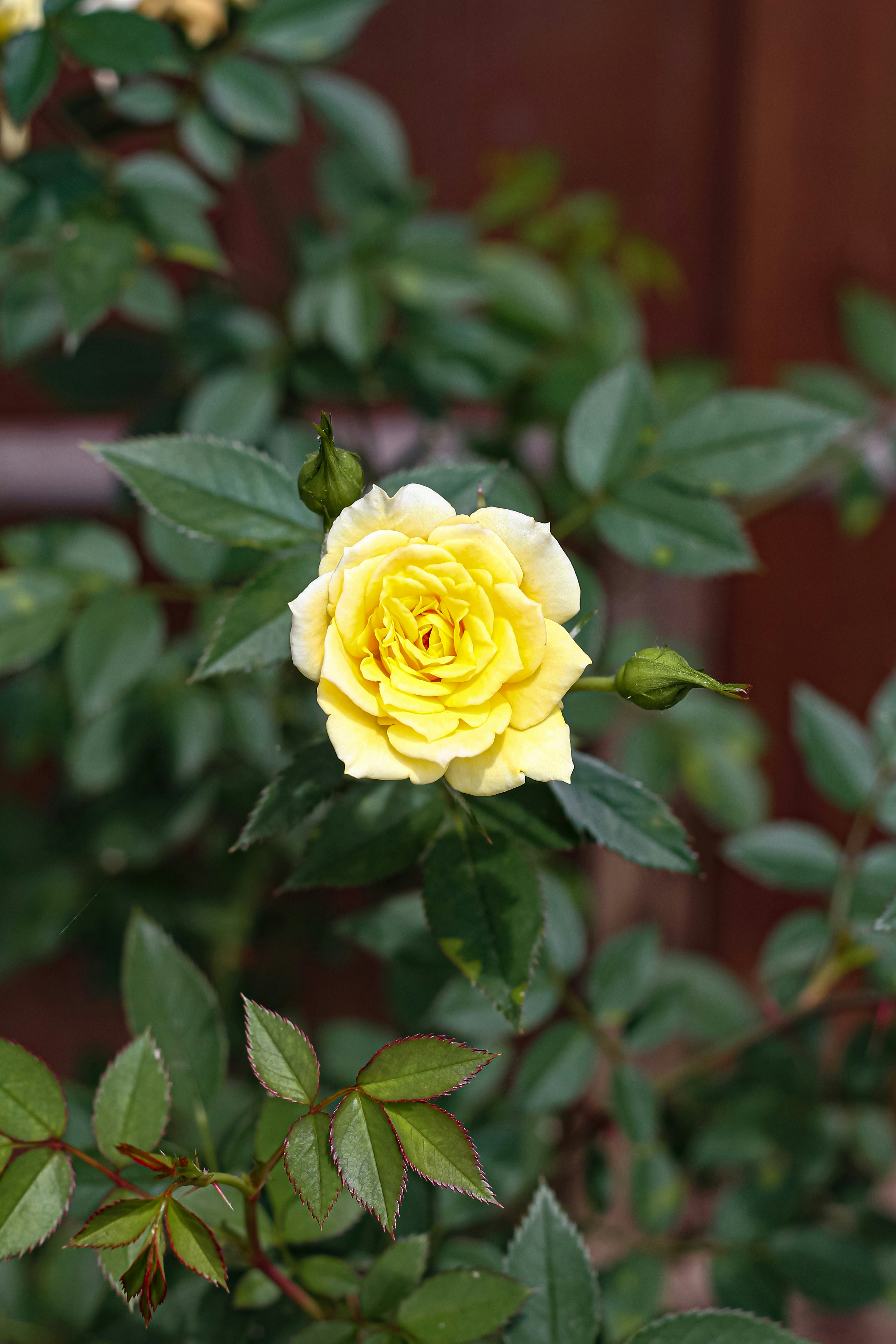 Sunlit Yellow Rose: Center Stage in a Quiet Green Backdrop