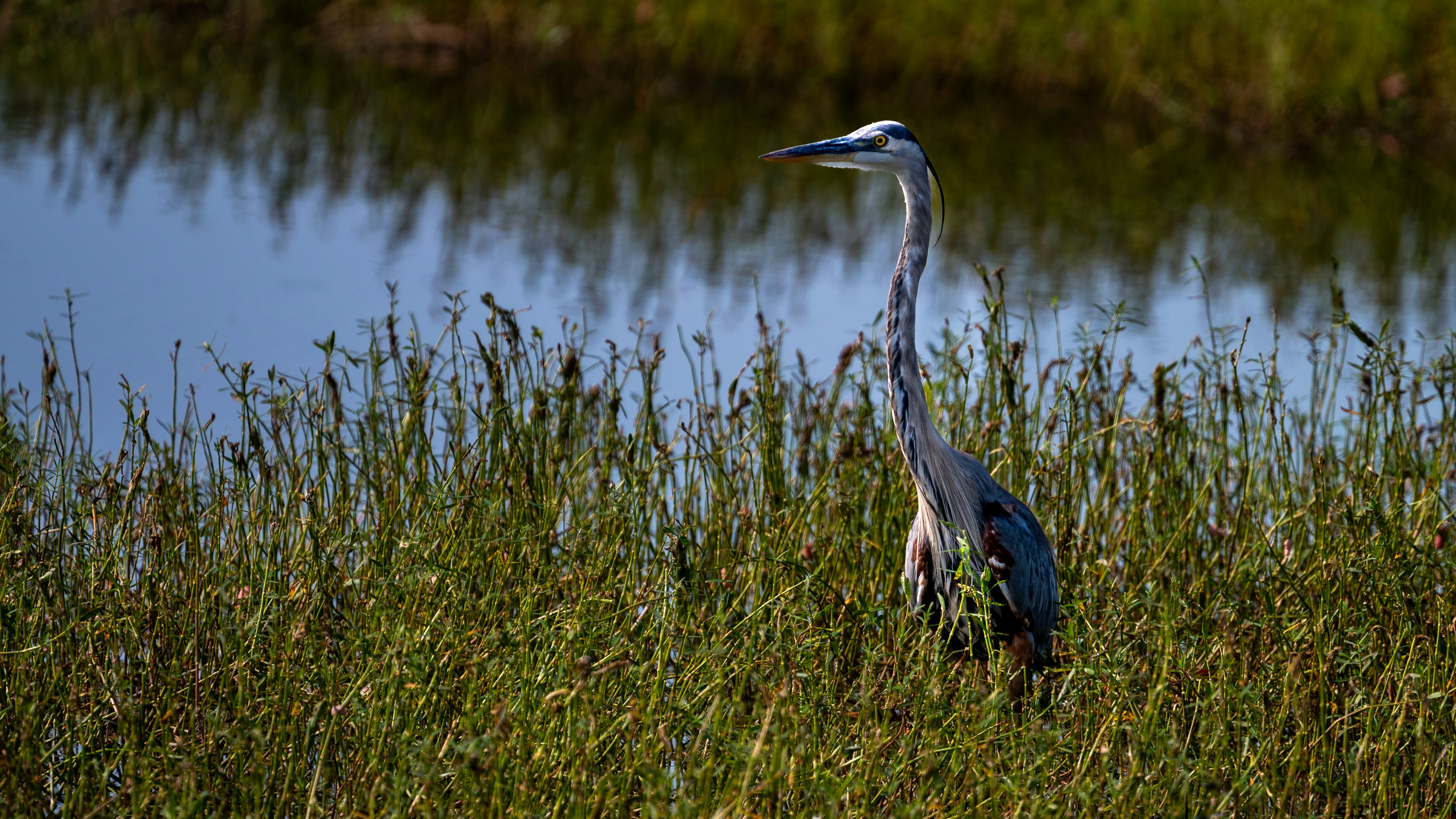 Heron in marsh