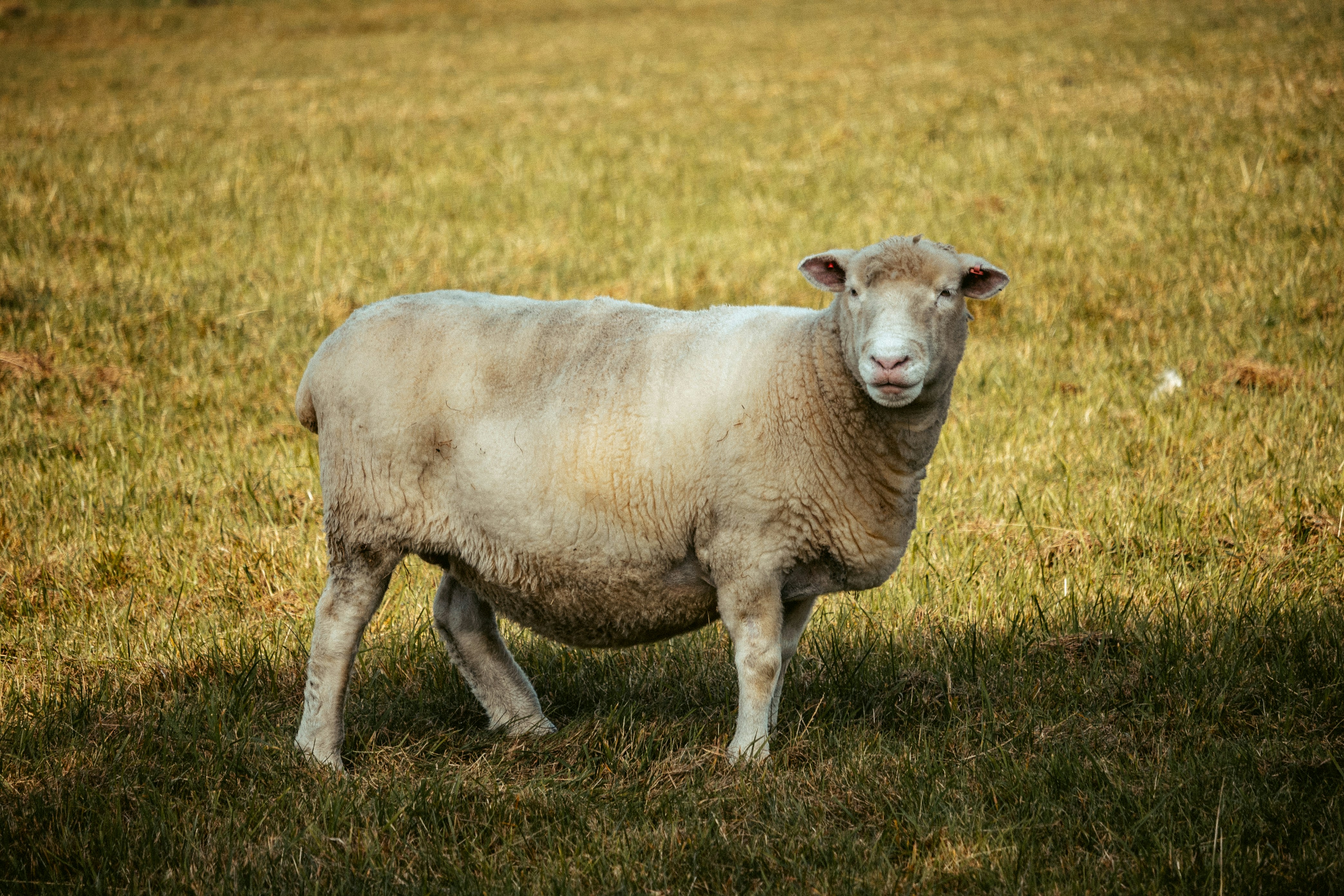 Sheep standing alert in a sunlit grassy field.