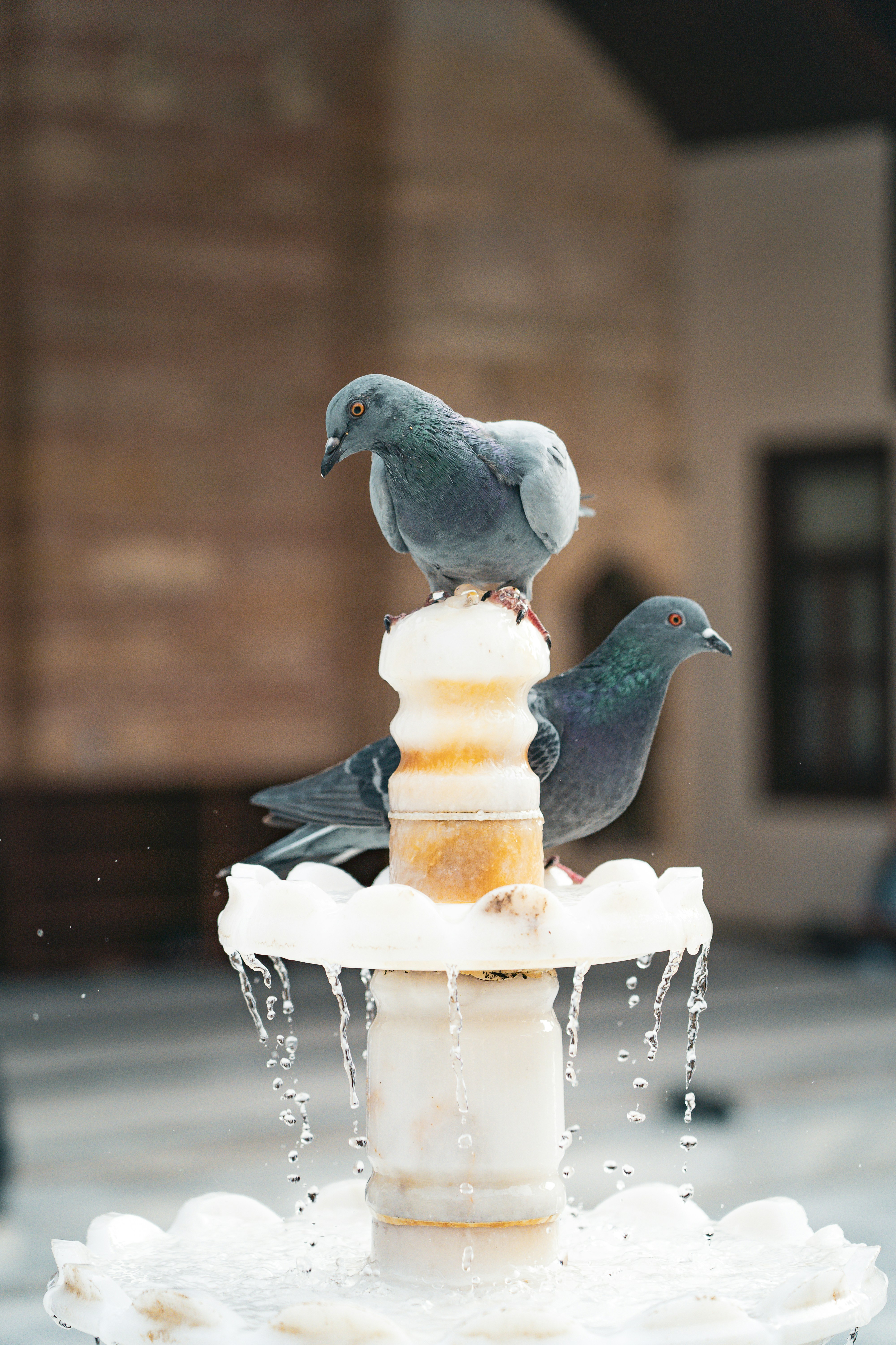 Perch Over the Basin: Pigeons Guard a Dripping Fountain in a Quiet Courtyard