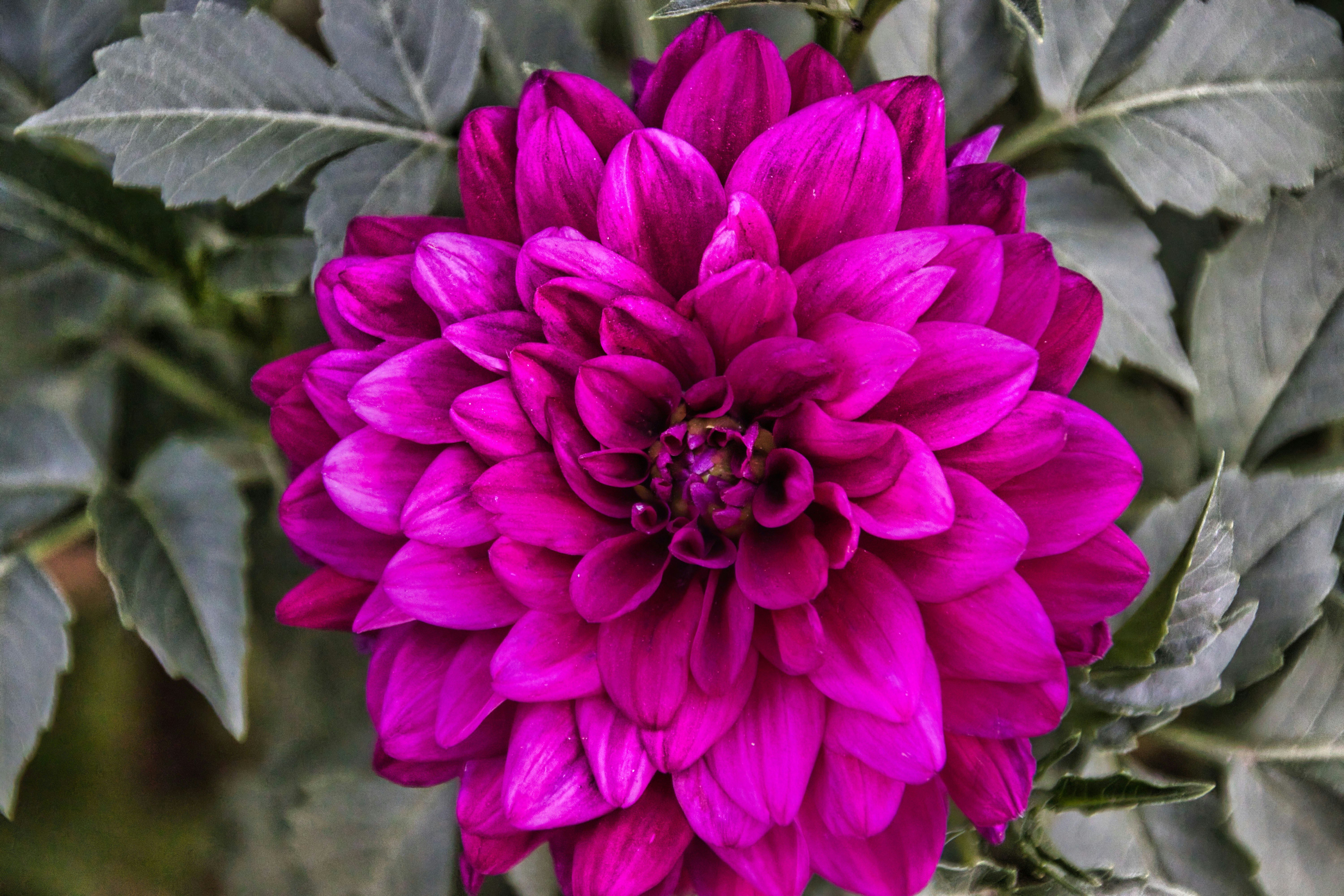 Magenta Dahlia Macro: Velvet Petals Converge in a Radiant Core