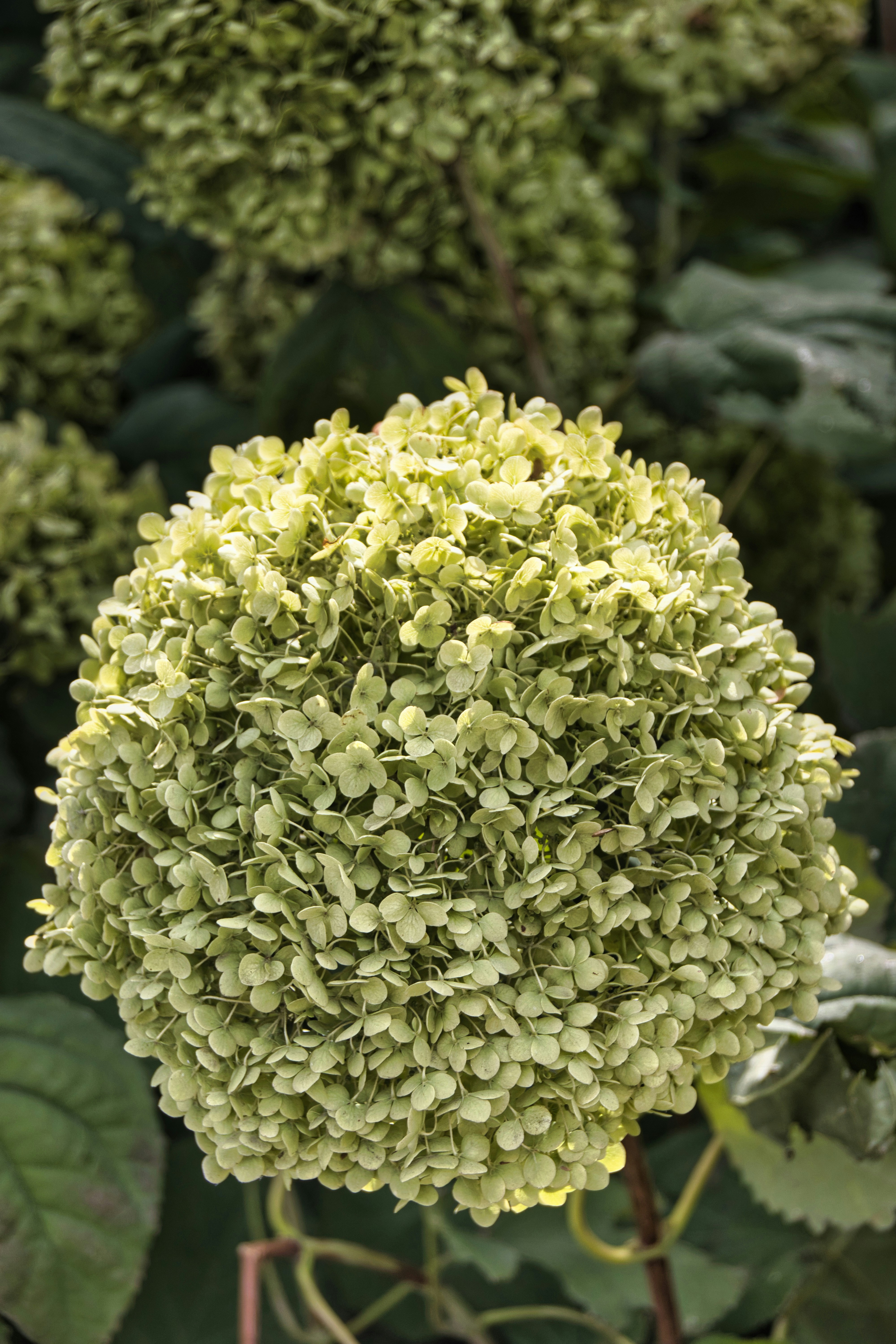 Emerald Hydrangea Bloom: A Close-Cropped Ball of Petals
