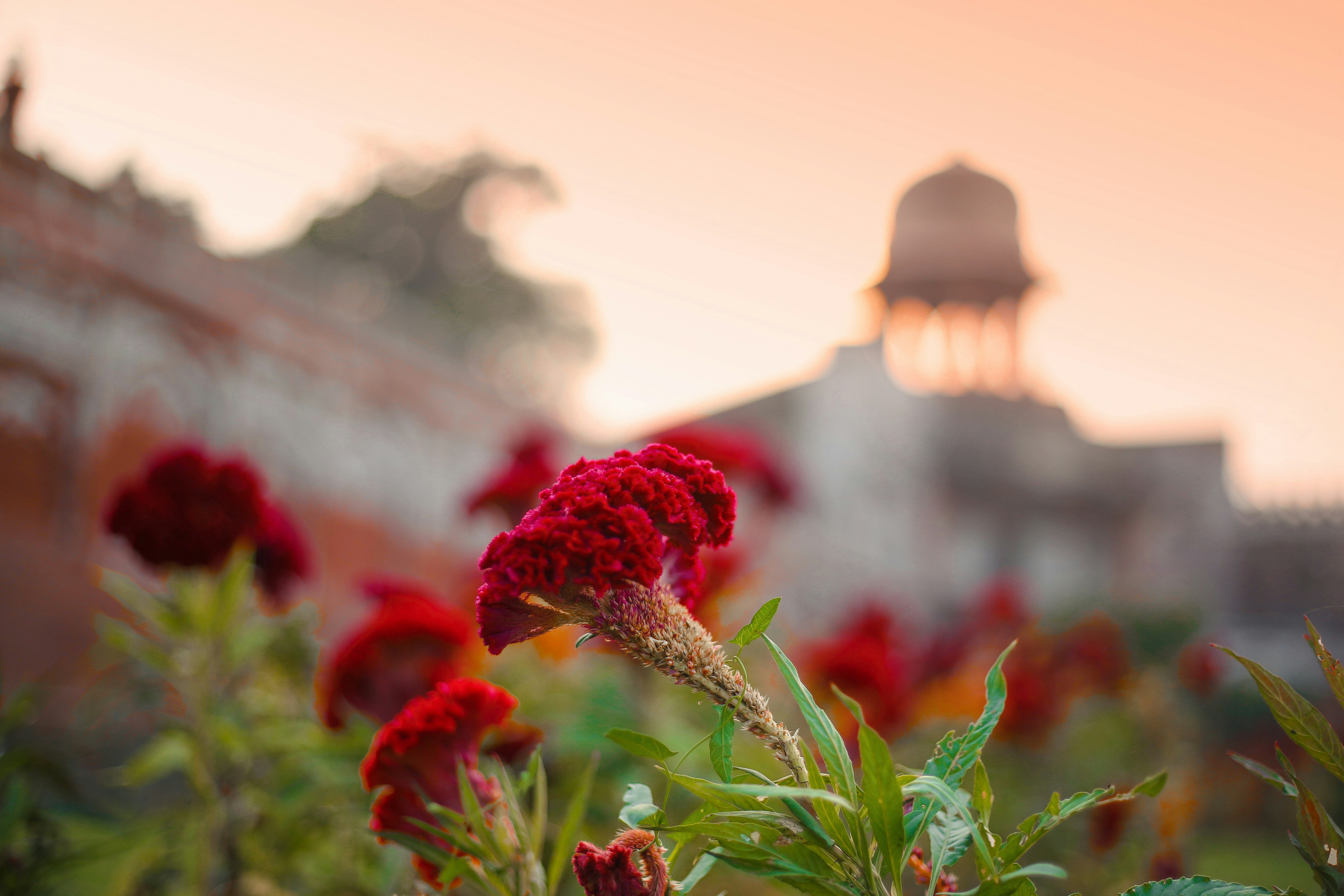Crimson Celosia in Sunset Garden Framing a Silent Dome