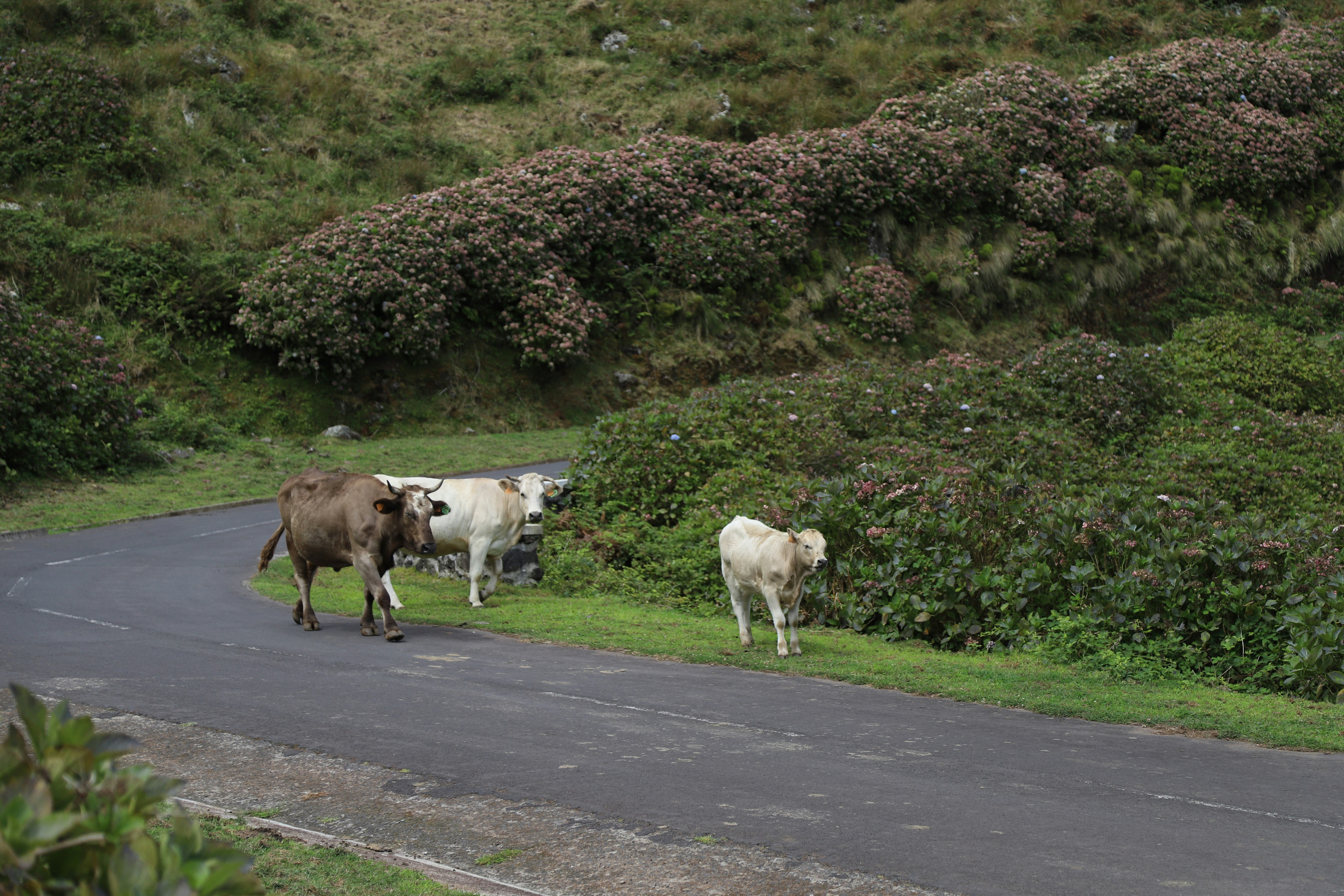 Three-Cow Pause on a Quiet Country Lane Framed by Dense Hedgerows
