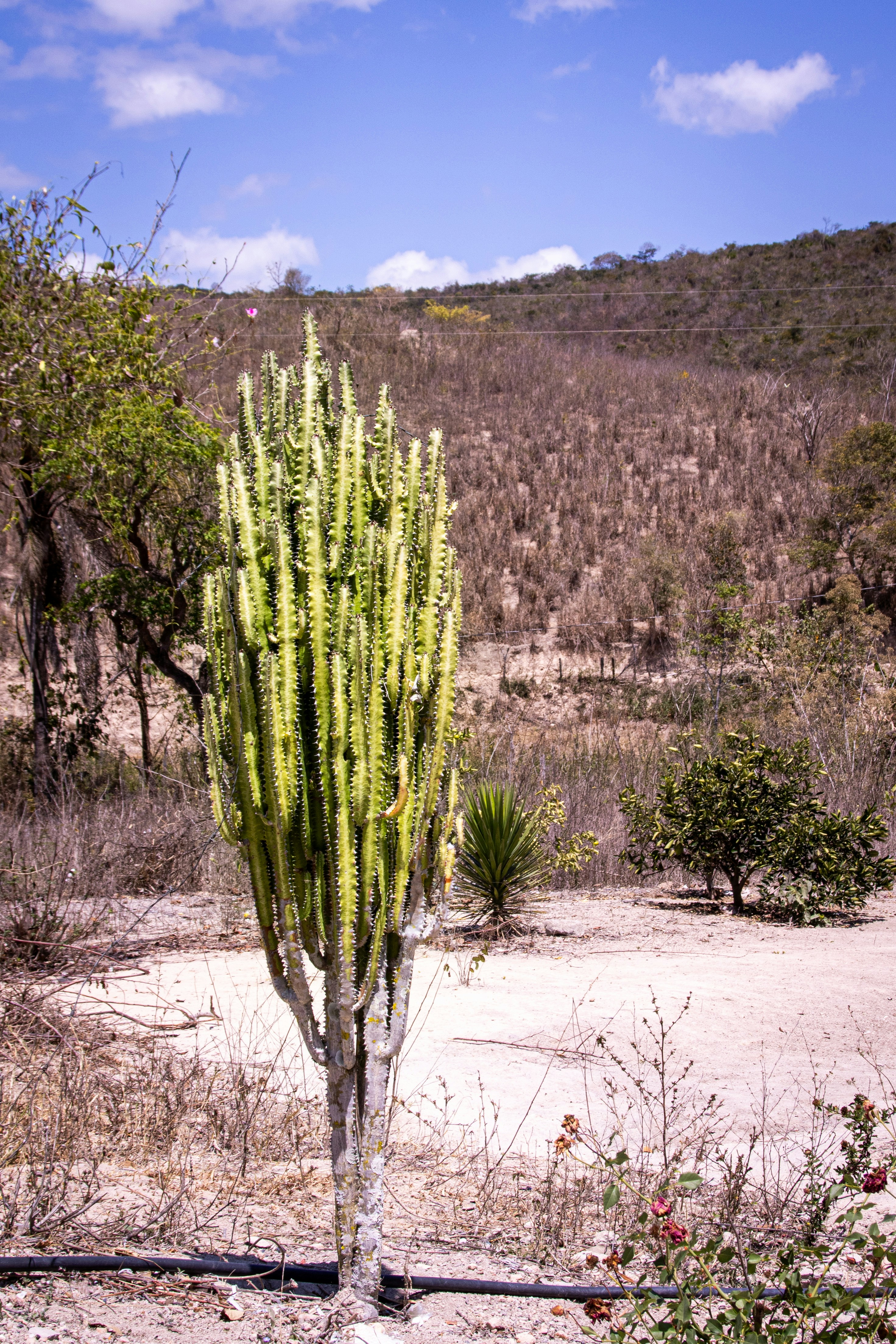 Photo by Ediel Rangel with Canon EOS 2000D