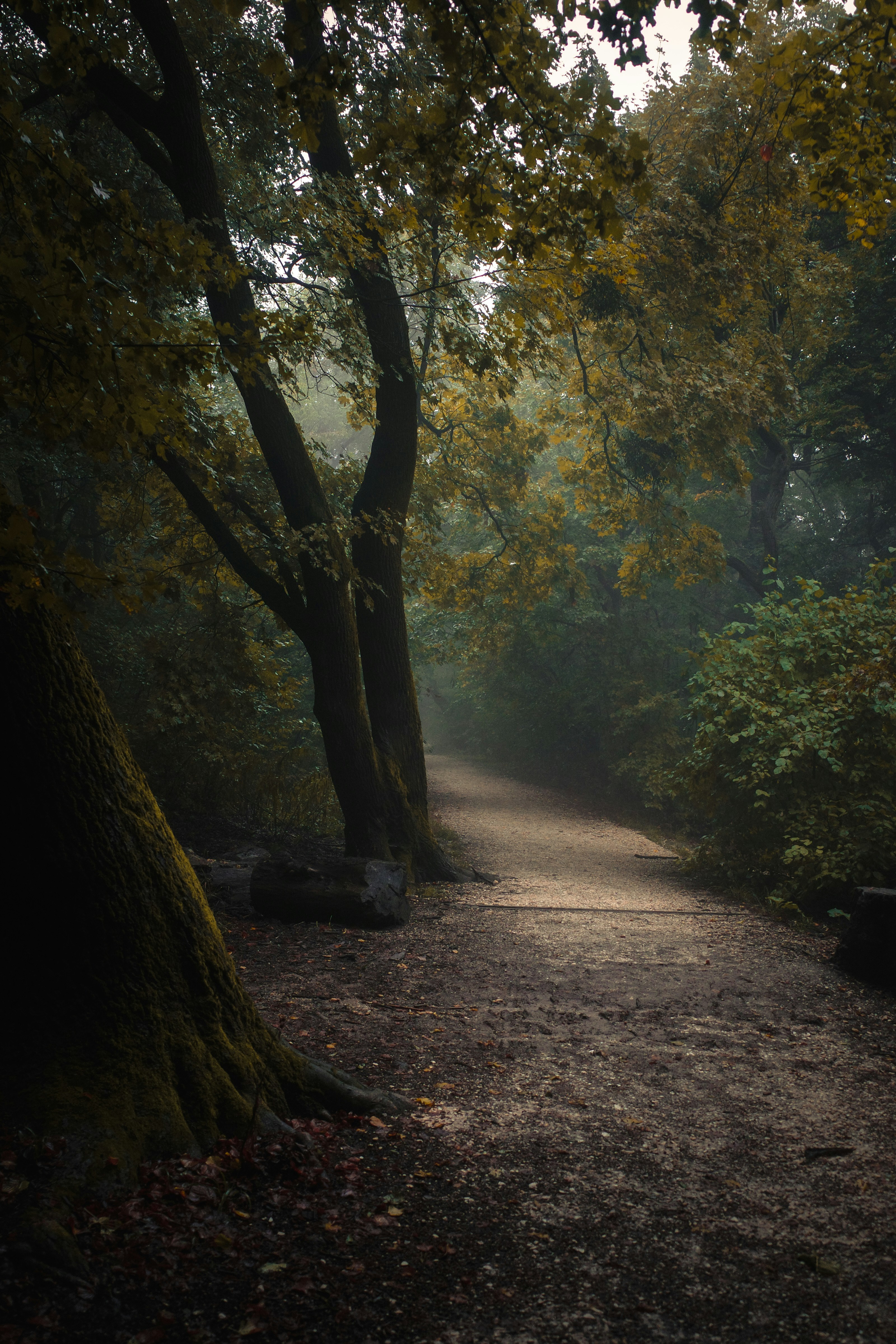A path through a forest with trees and leaves photo – Free Budapest ...