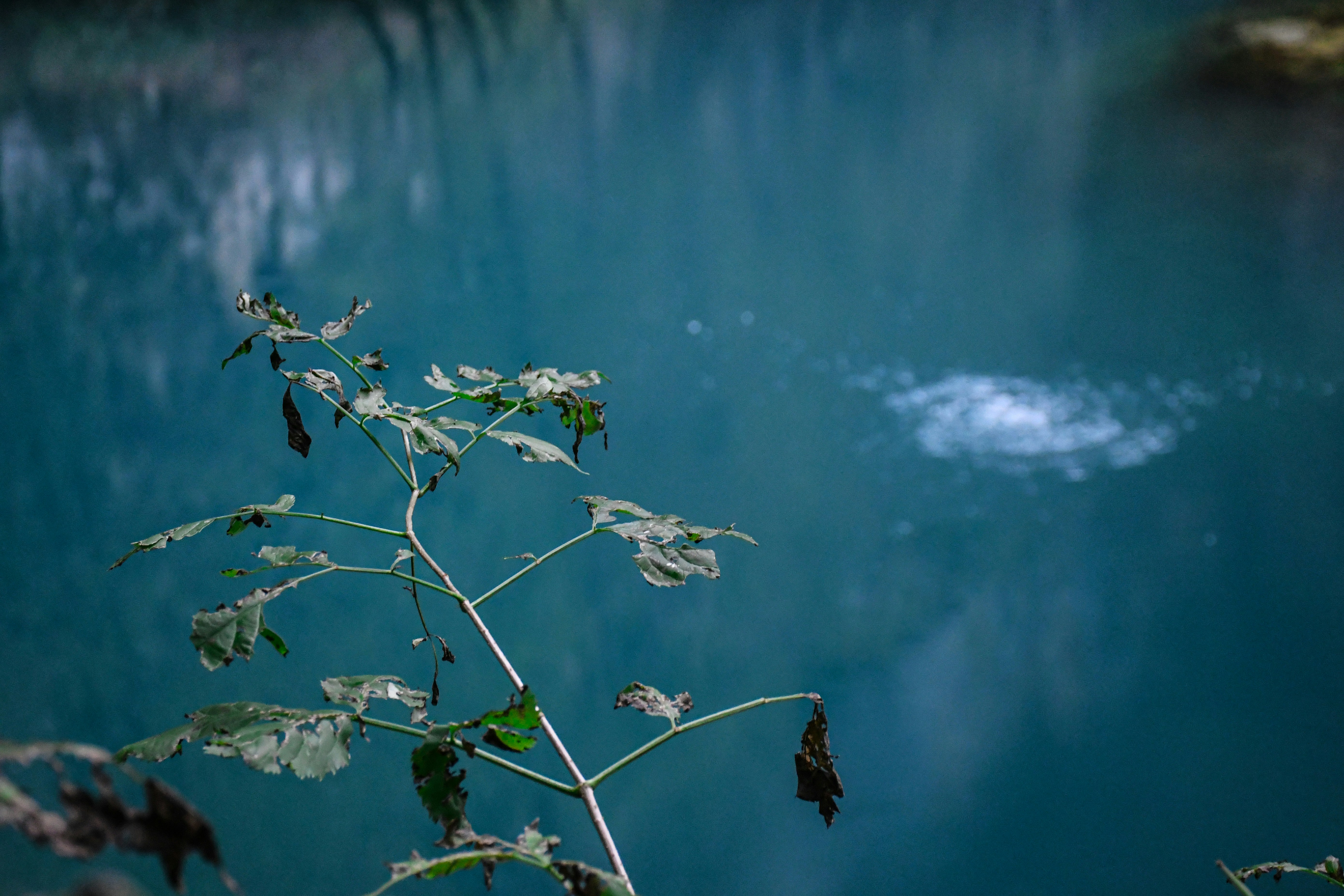 Verdant Fringe Over a Turquoise Mirror