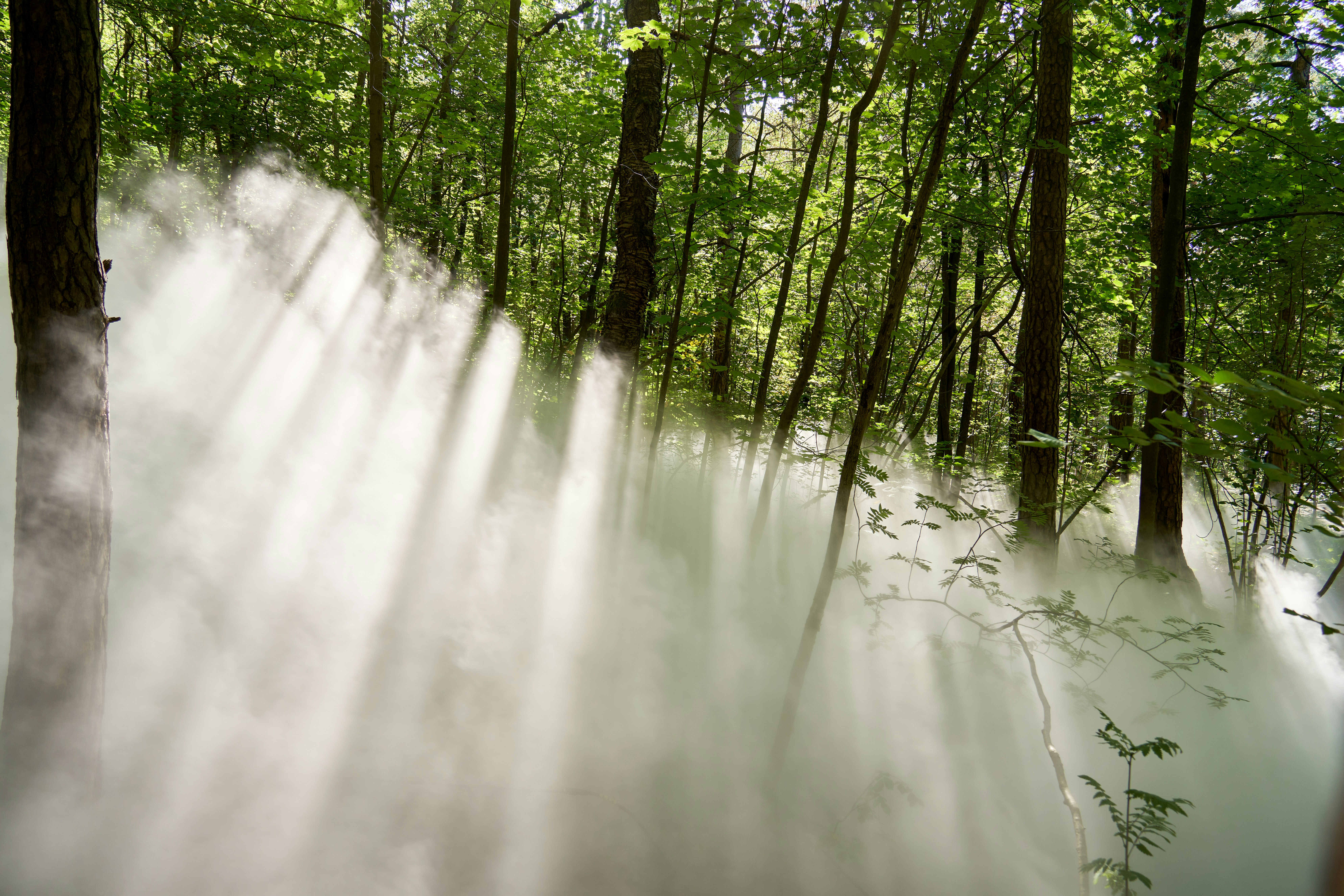 Artificial Fog Installation 'Pathfinder' by Fujiko Nakaya in Ekeberg Sculpture Park: Exploring Human Connection to Nature Through Uncontrollable, Weather-Responsive Fo