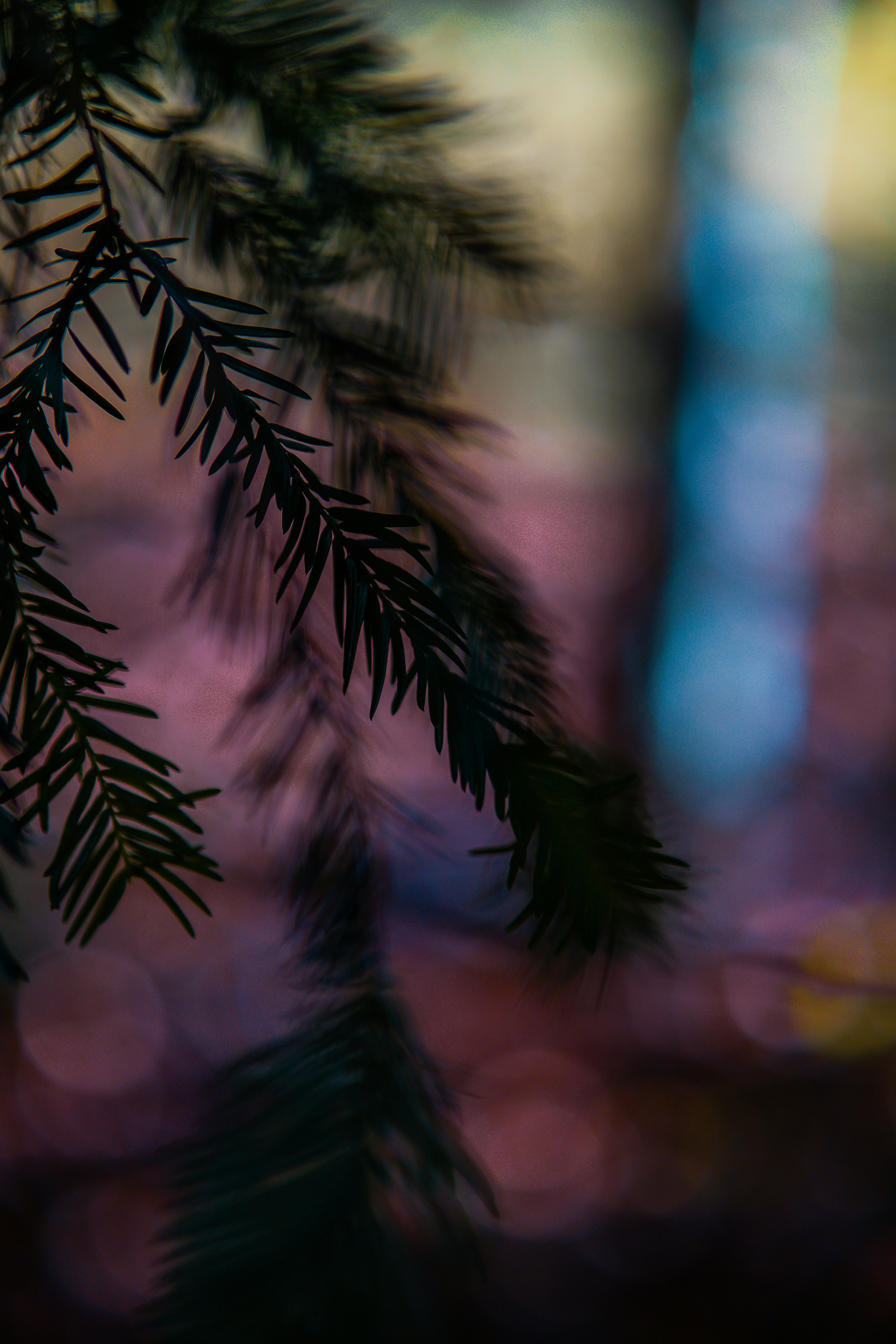 Needles in Velvet Bokeh: A Conifer Portrait in Dusk