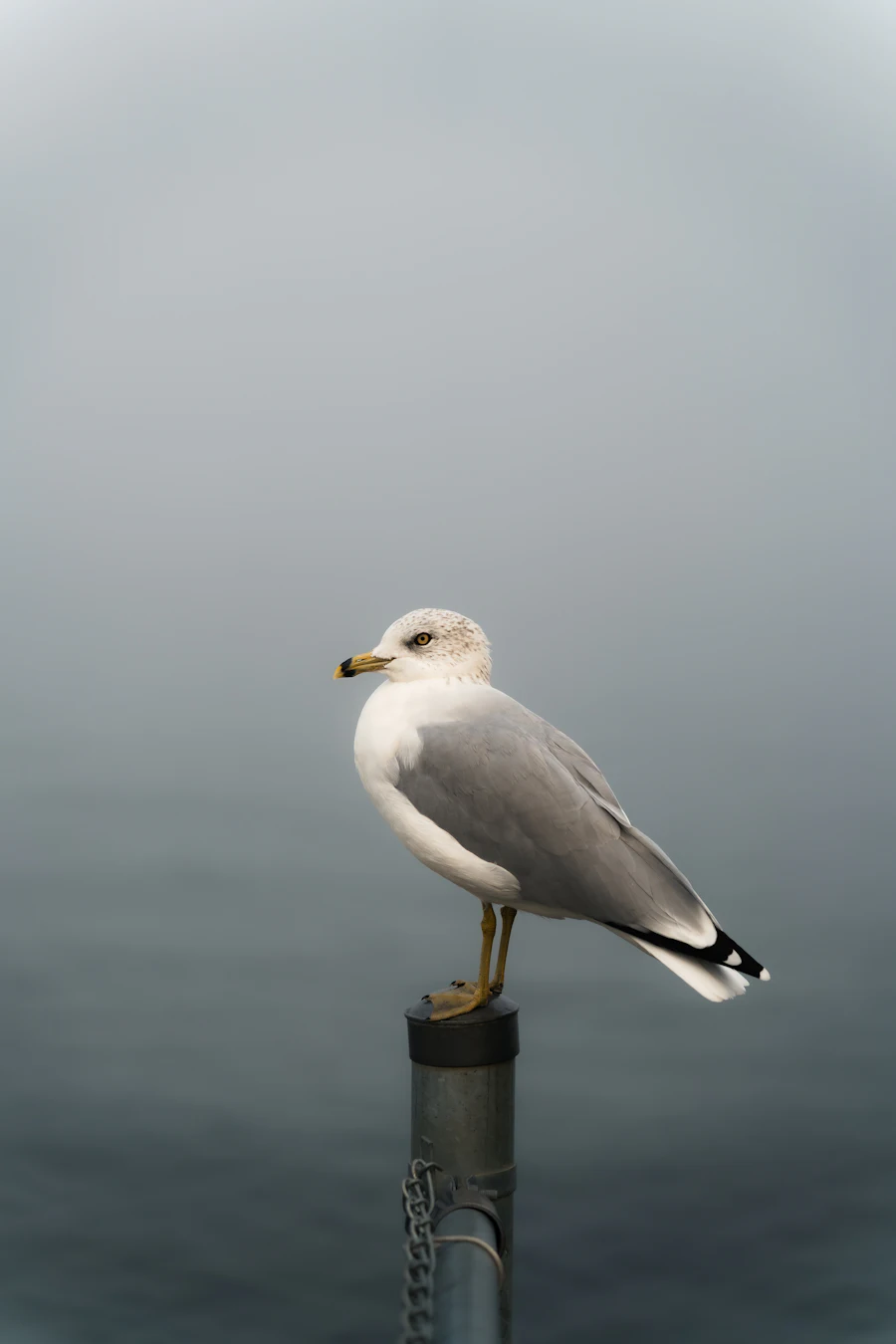 A seagull perches on a weathered post above calm gray water, framed by a soft misty background. The bird’s white and gray plumage stands out against the muted scene.