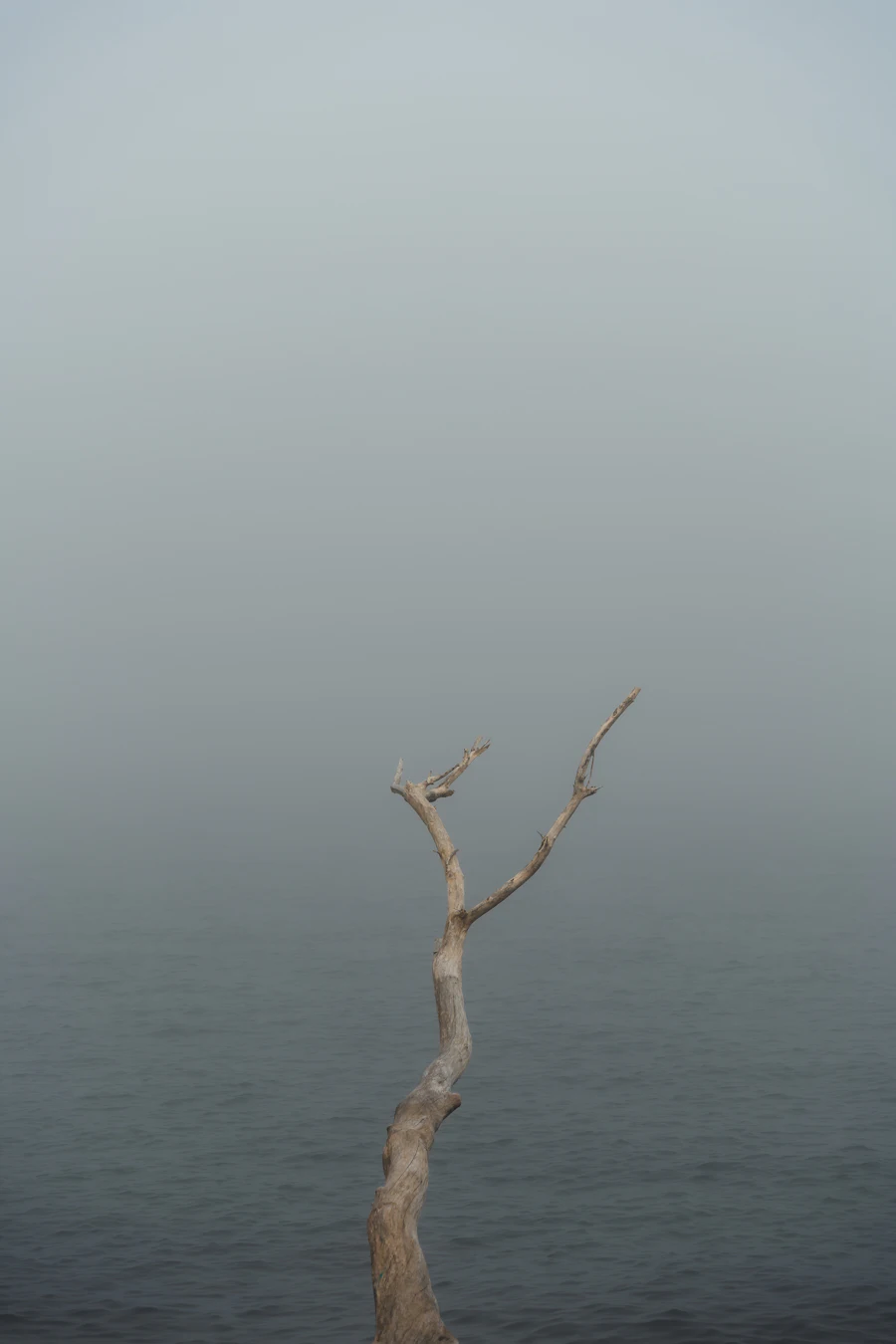A bare, twisted driftwood branch rises from calm water beneath a soft gray fog. Minimal seascape with muted tones and a strong sense of isolation.