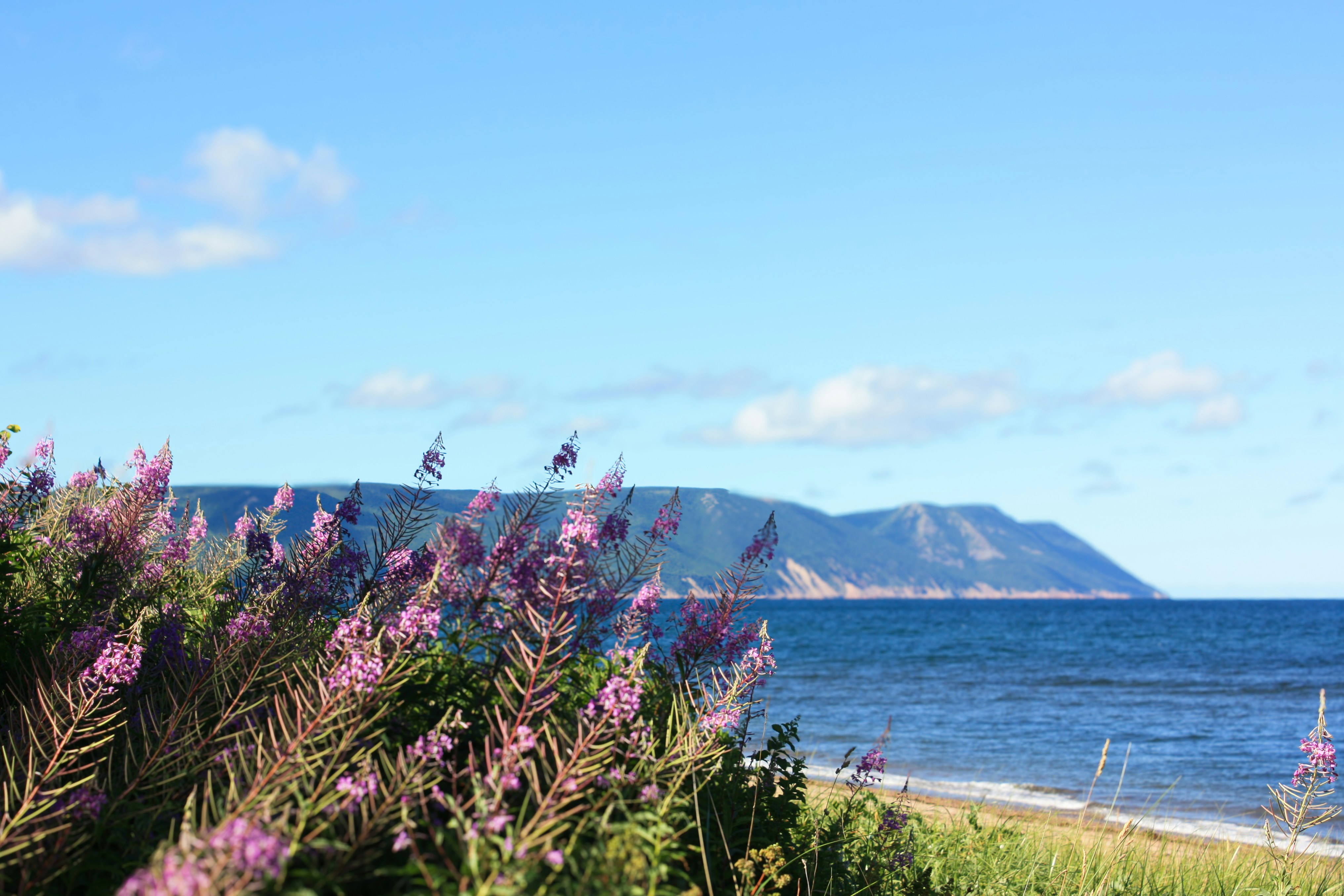 Bloom Border by the Sea: Pink Sprigs Framing a Blue Horizon