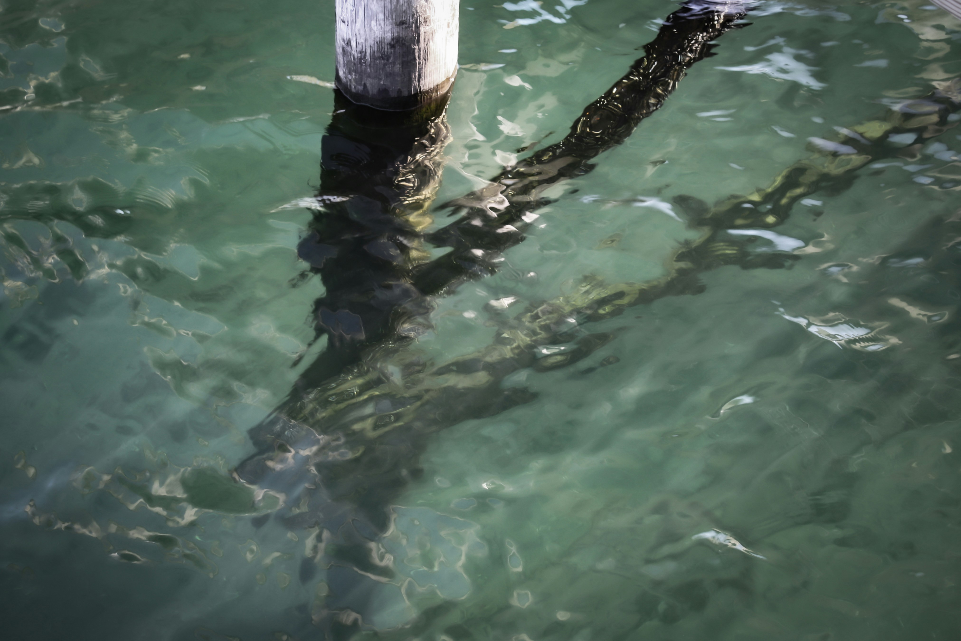 Emerald Tide Sentinel: A Weathered Post in Quiet Waters