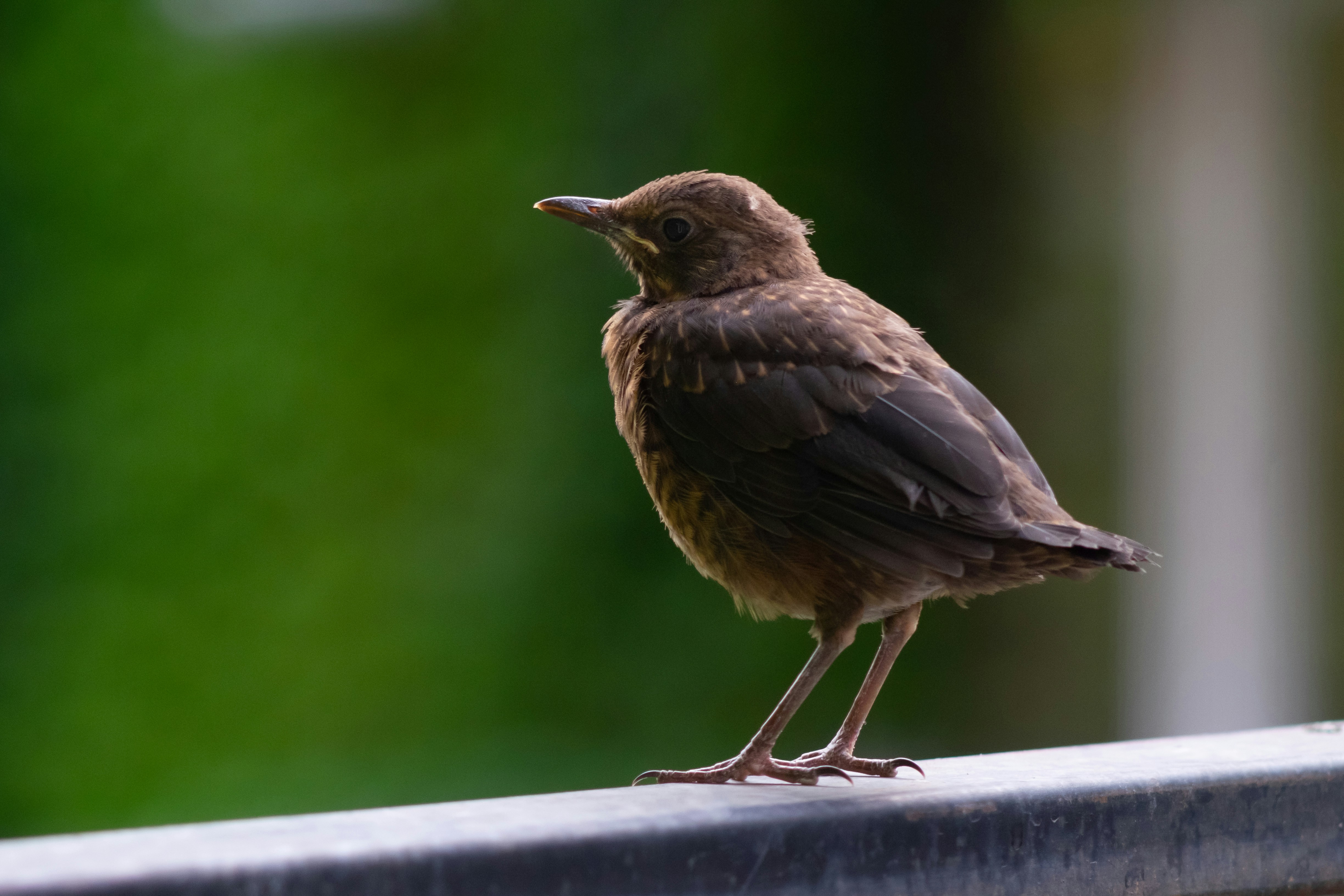 A young bird perched on a railing, gazing curiously into the distance against a softly blurred green background.