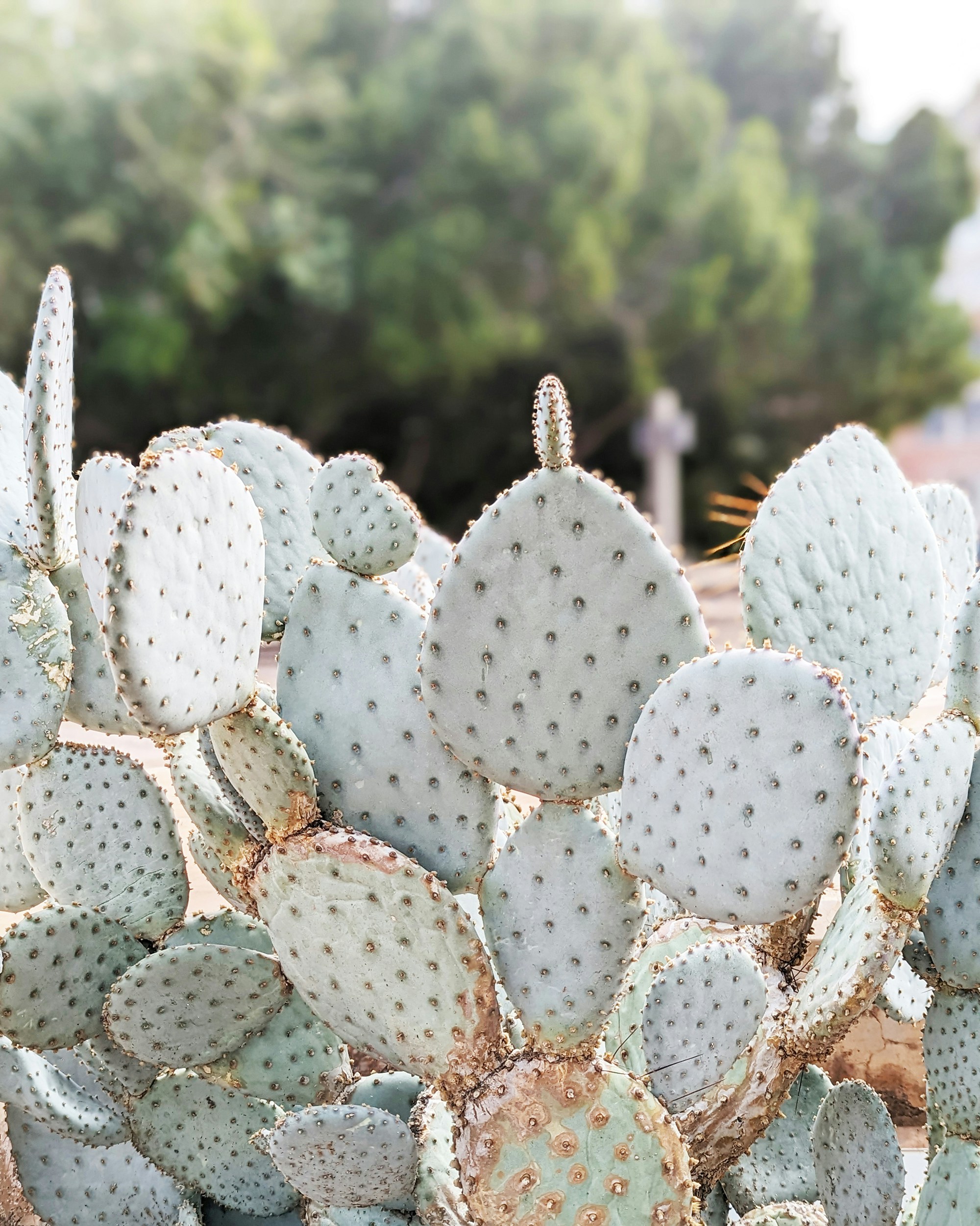 Close‑up of a sprawling pad of prickly pear in pale morning light