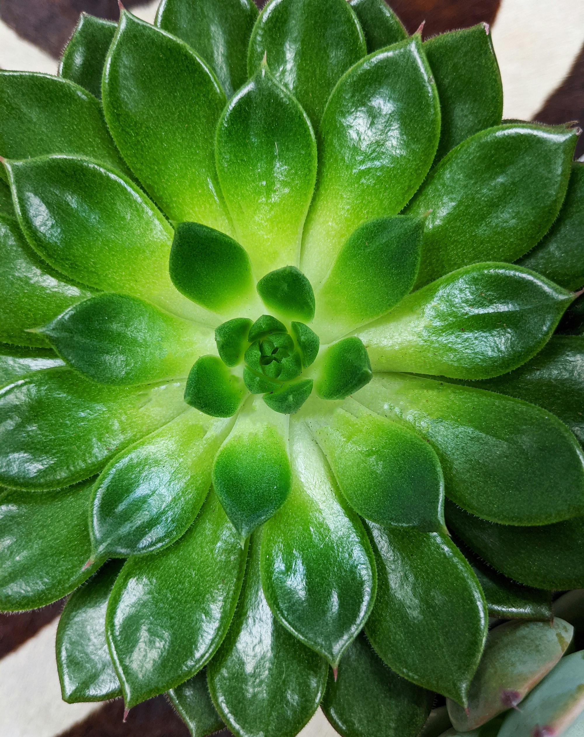 Emerald Rosette: Neon Heart of a Succulent