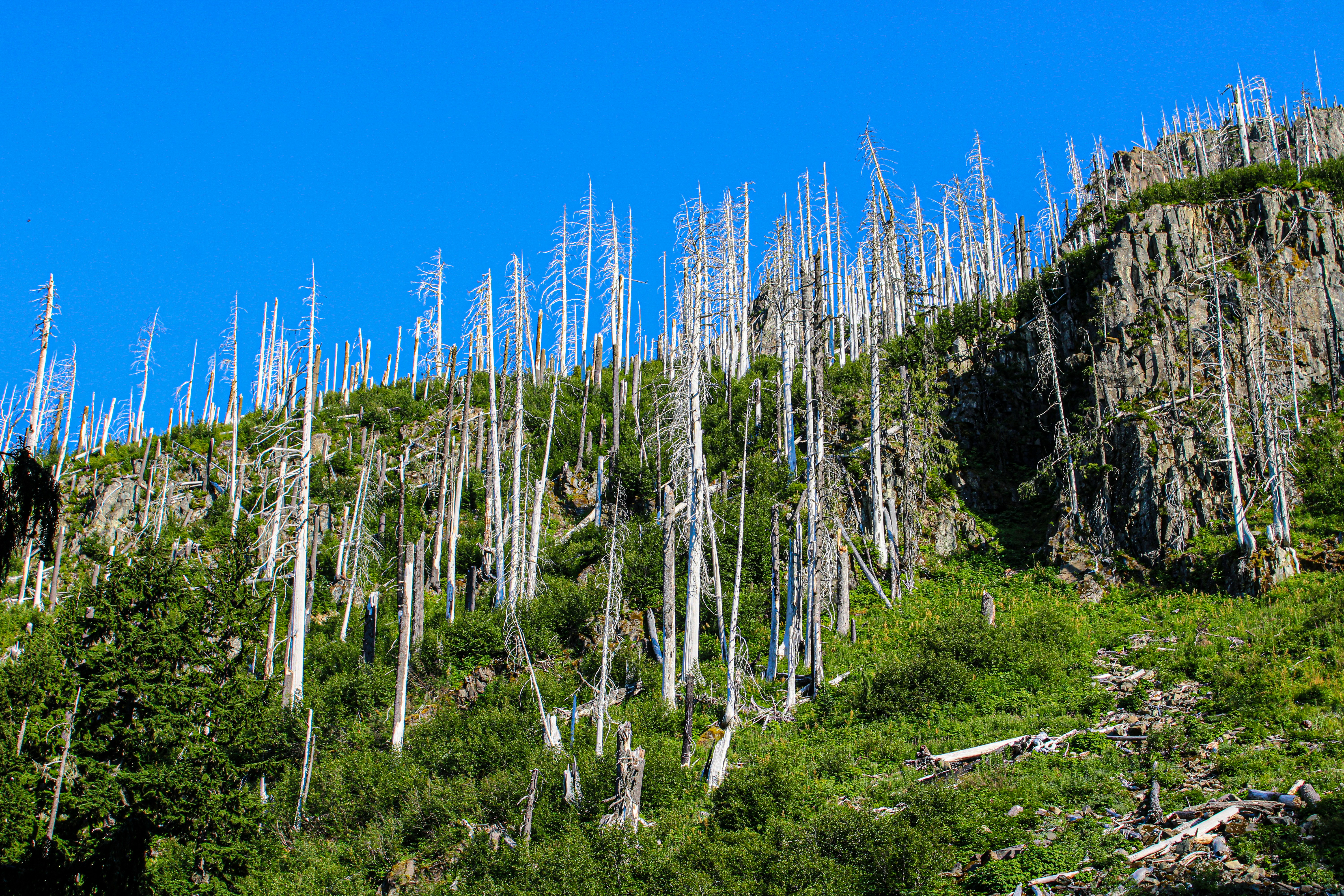 White Sentinels Against a Verdant Slope Under a Cobalt Sky